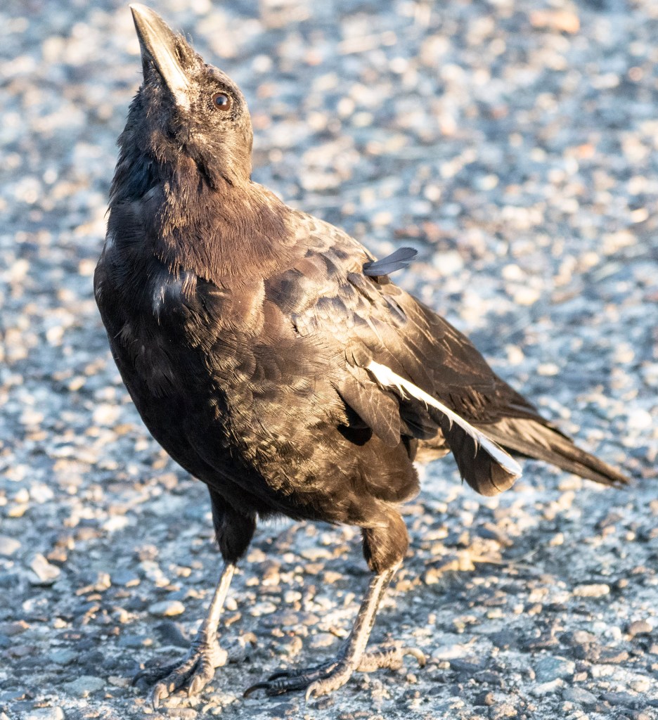 crow social life | The Urban Nature Enthusiast