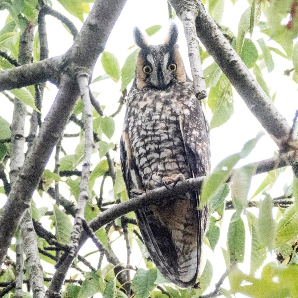 june hunter | The Urban Nature Enthusiast
