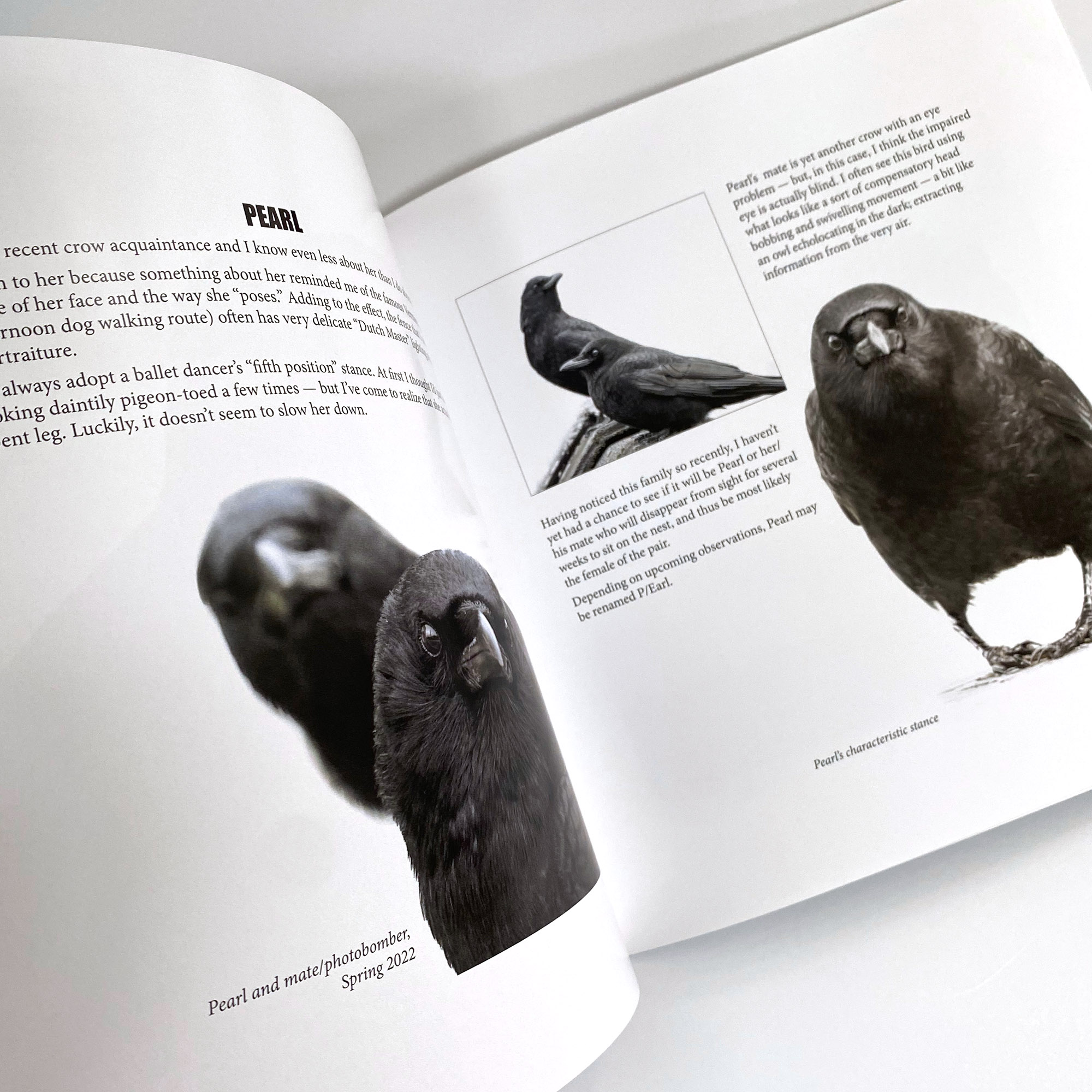 Photo by June Hunter | The Urban Nature Enthusiast