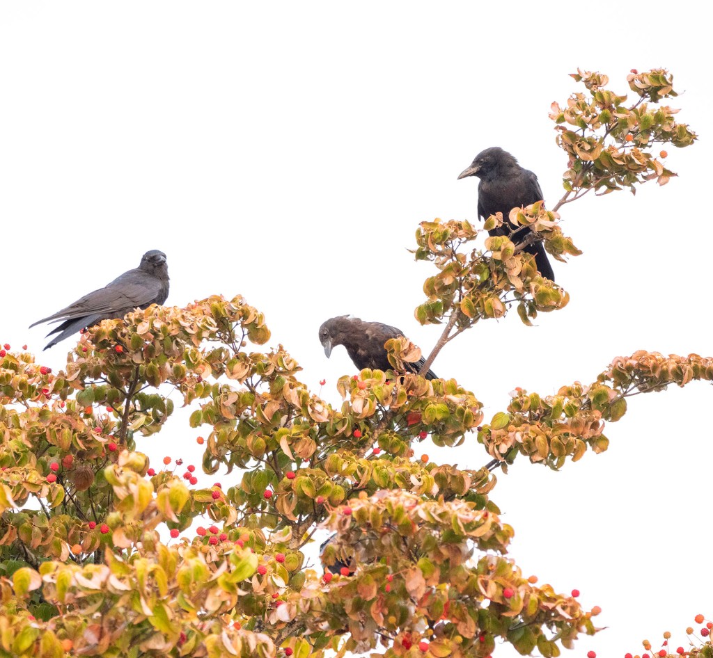 The Urban Nature Enthusiast | The Urban Nature Enthusiast