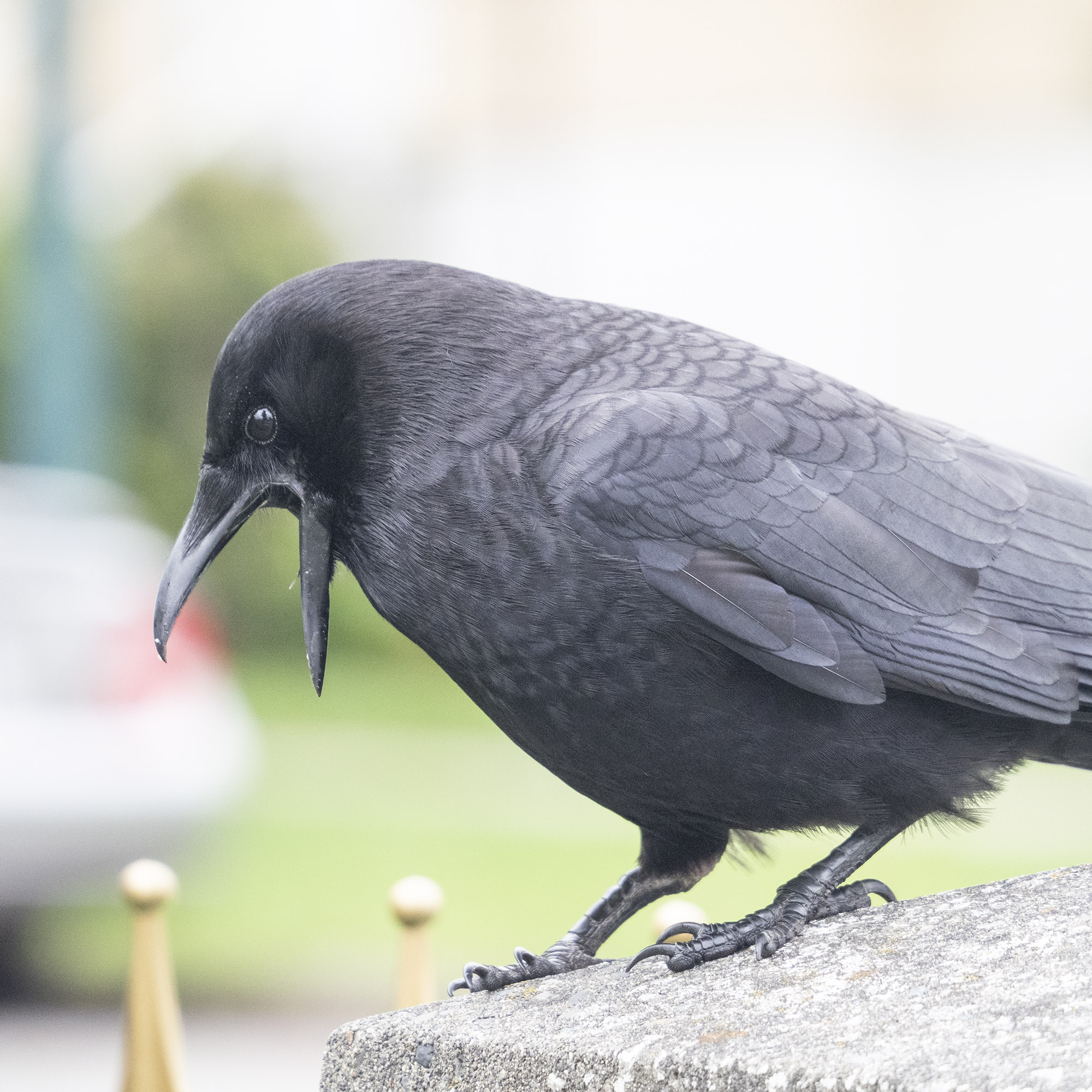 Photo by June Hunter | The Urban Nature Enthusiast