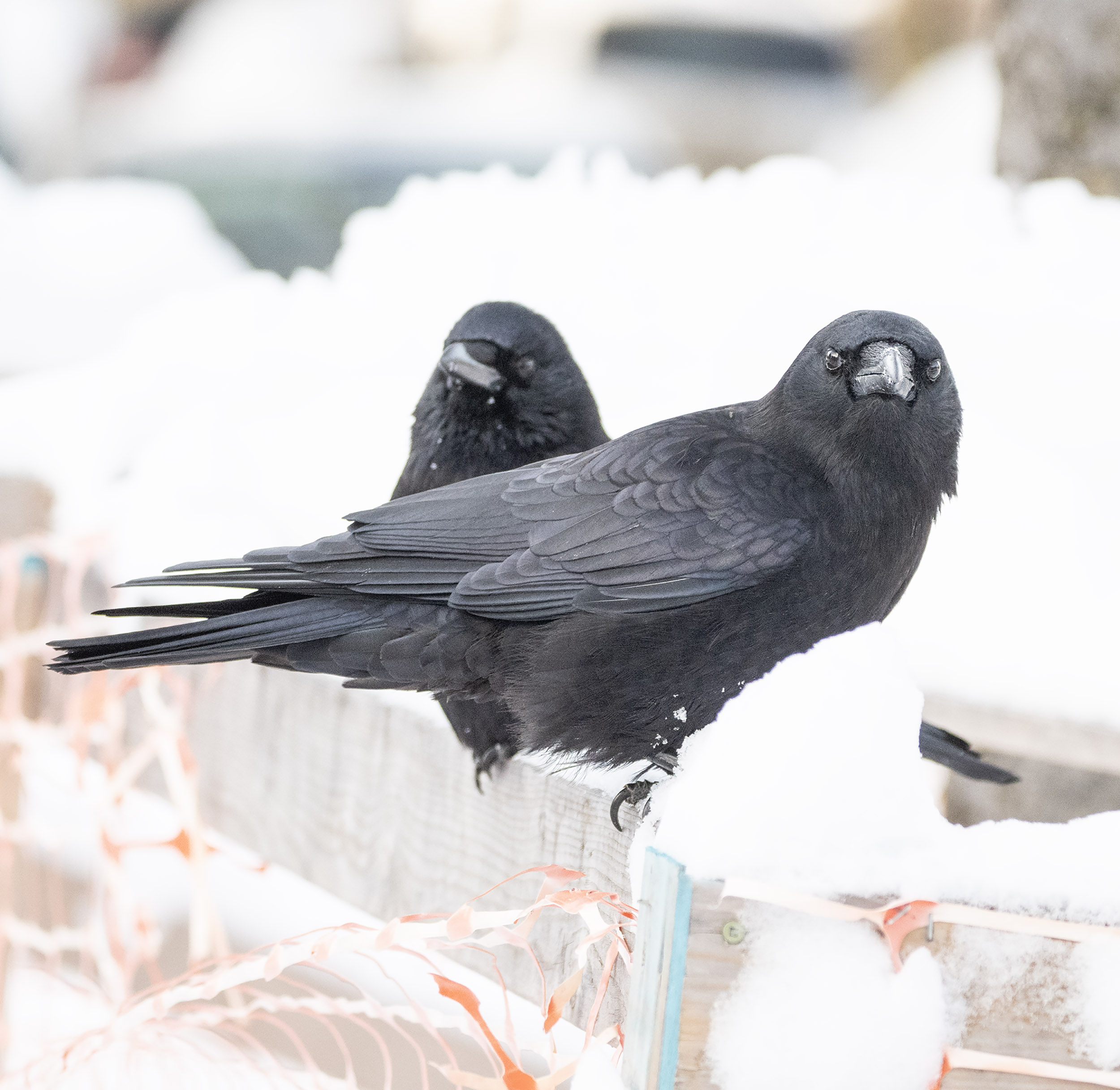 Two snowy crows Dec 22, 2022 | The Urban Nature Enthusiast