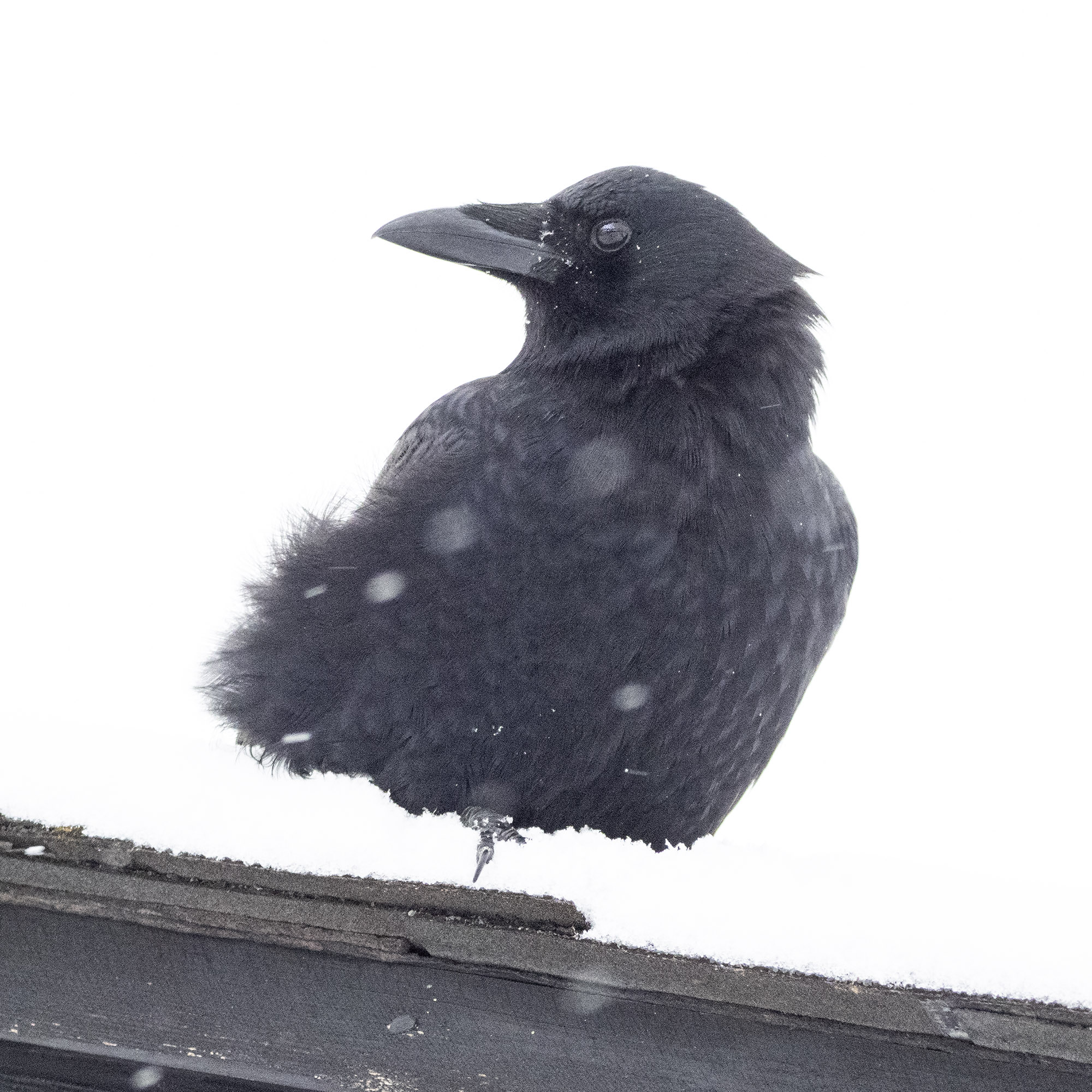 Crow sitting on roof in windy snow | The Urban Nature Enthusiast