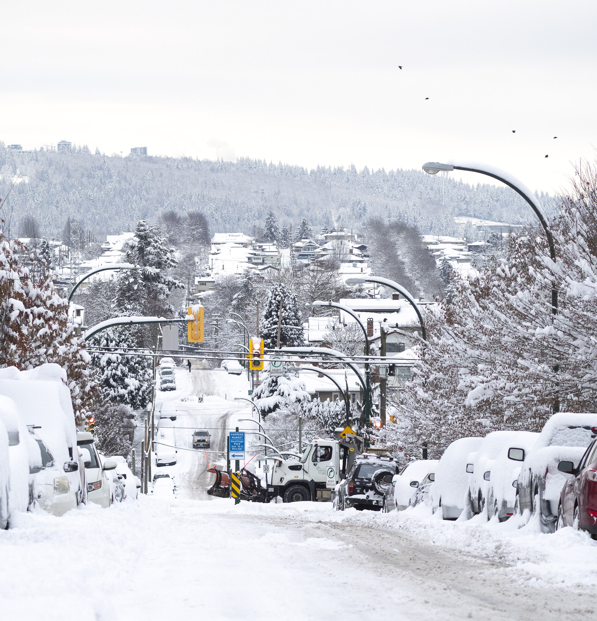 Crows flying in a snowy urban landscape East Vancouver Dec 21 2022 ...