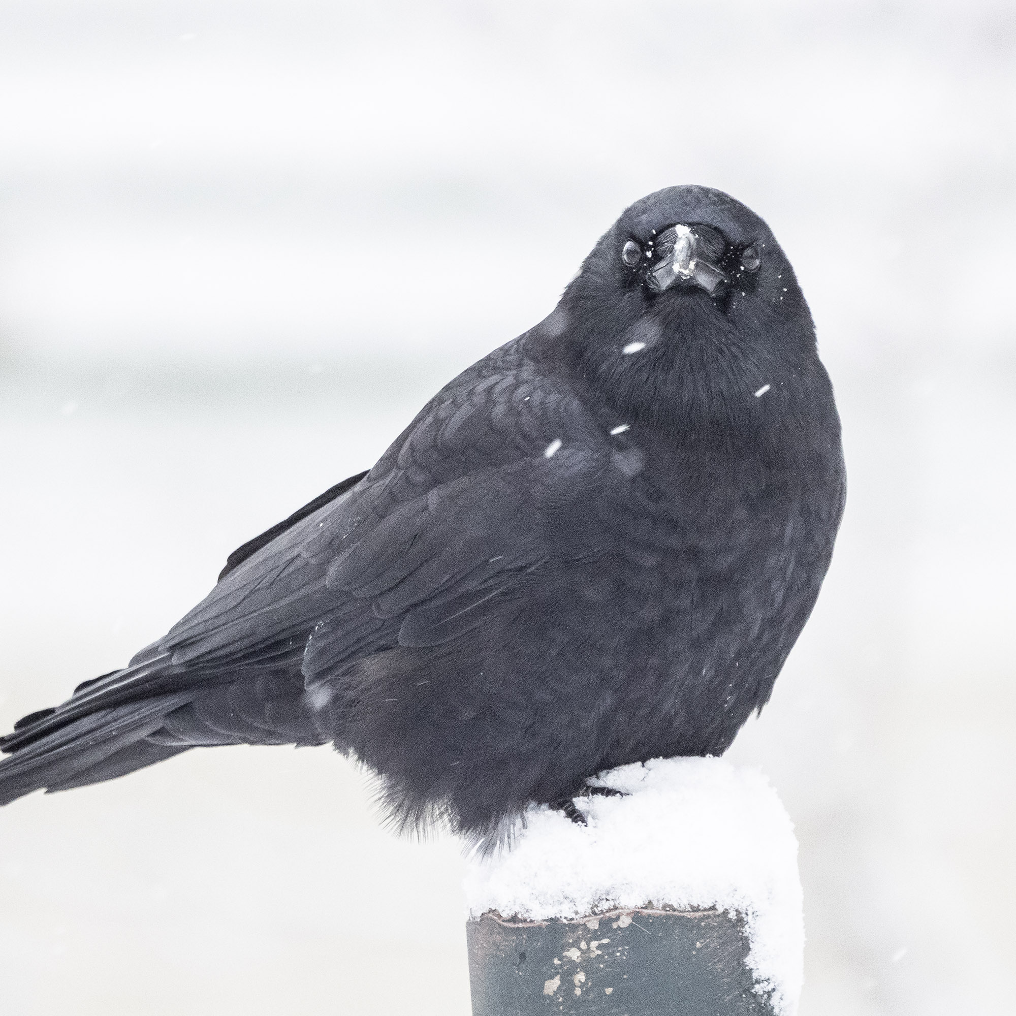 Crow in Snow on a Post | The Urban Nature Enthusiast