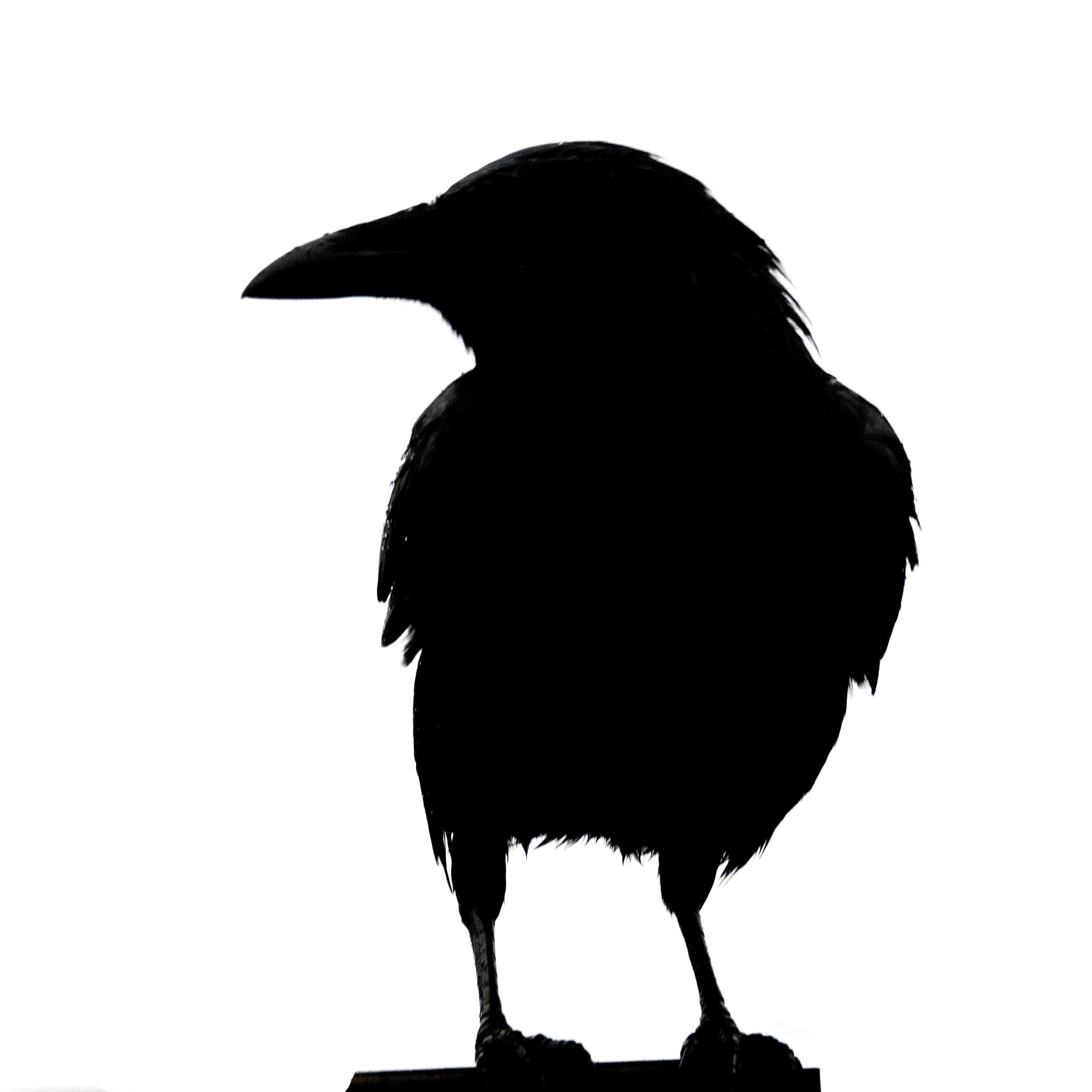 Crow shadow | The Urban Nature Enthusiast