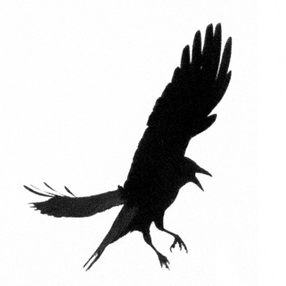 Riotous crow | The Urban Nature Enthusiast