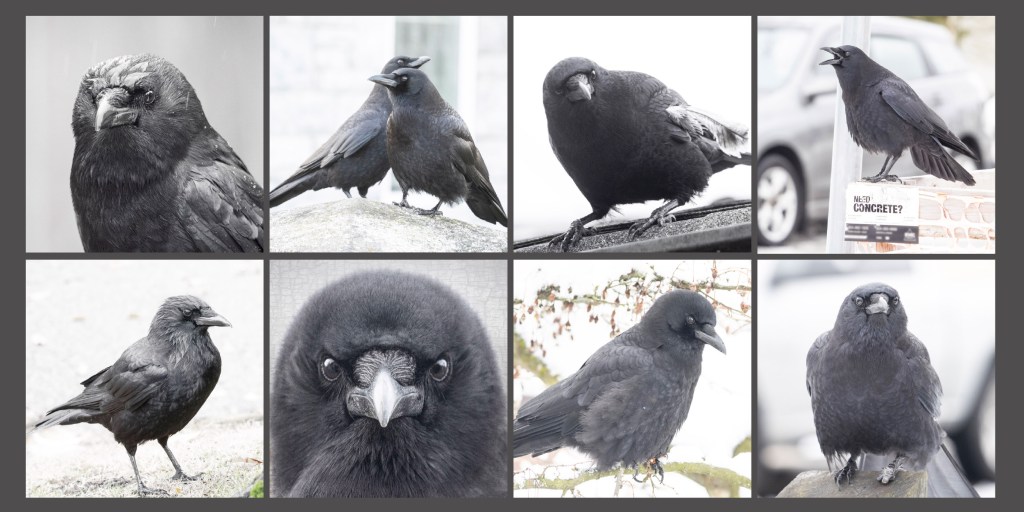 City Crow Stories … A Year On | The Urban Nature Enthusiast