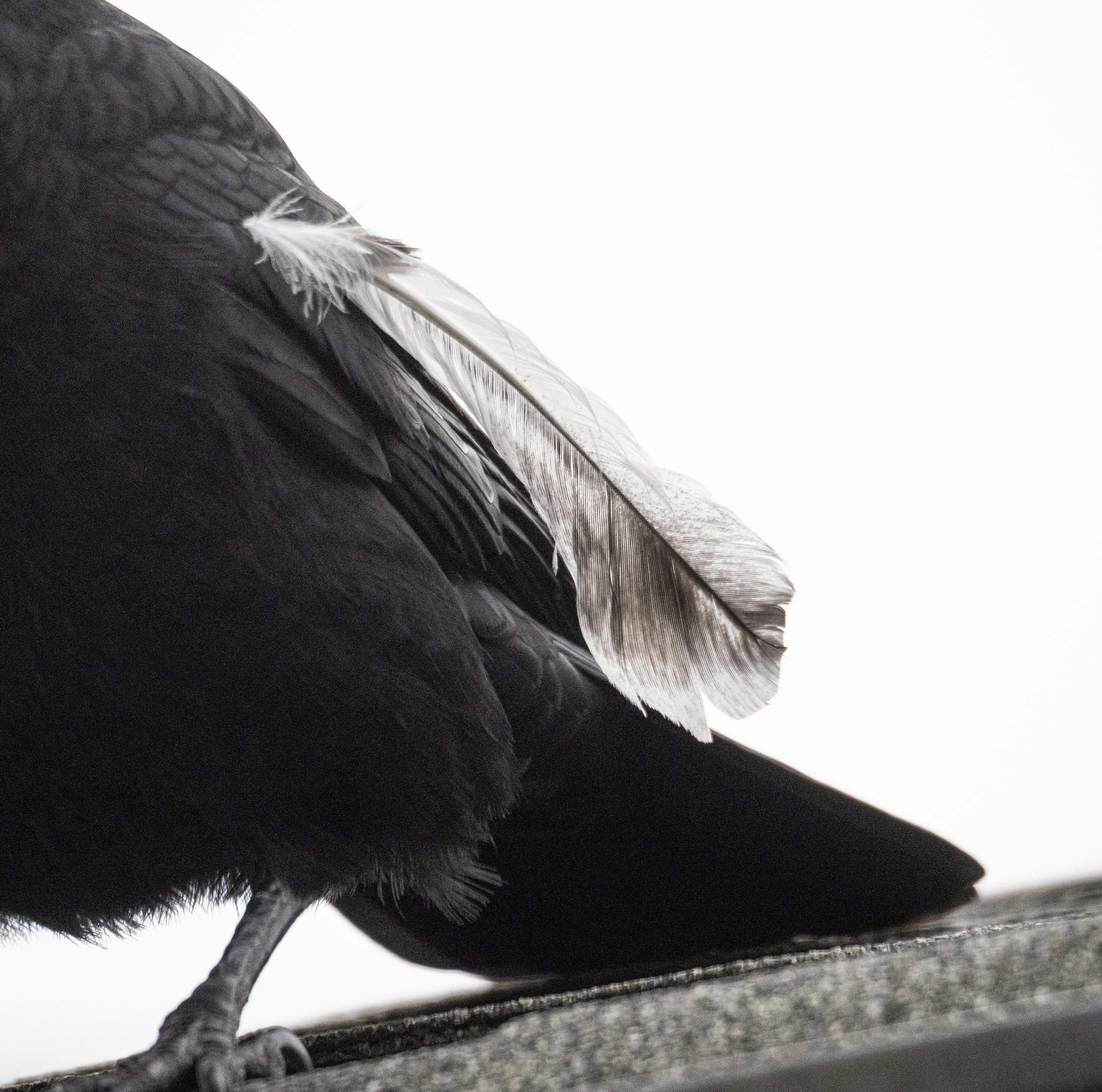 White Wing’s Feather | The Urban Nature Enthusiast