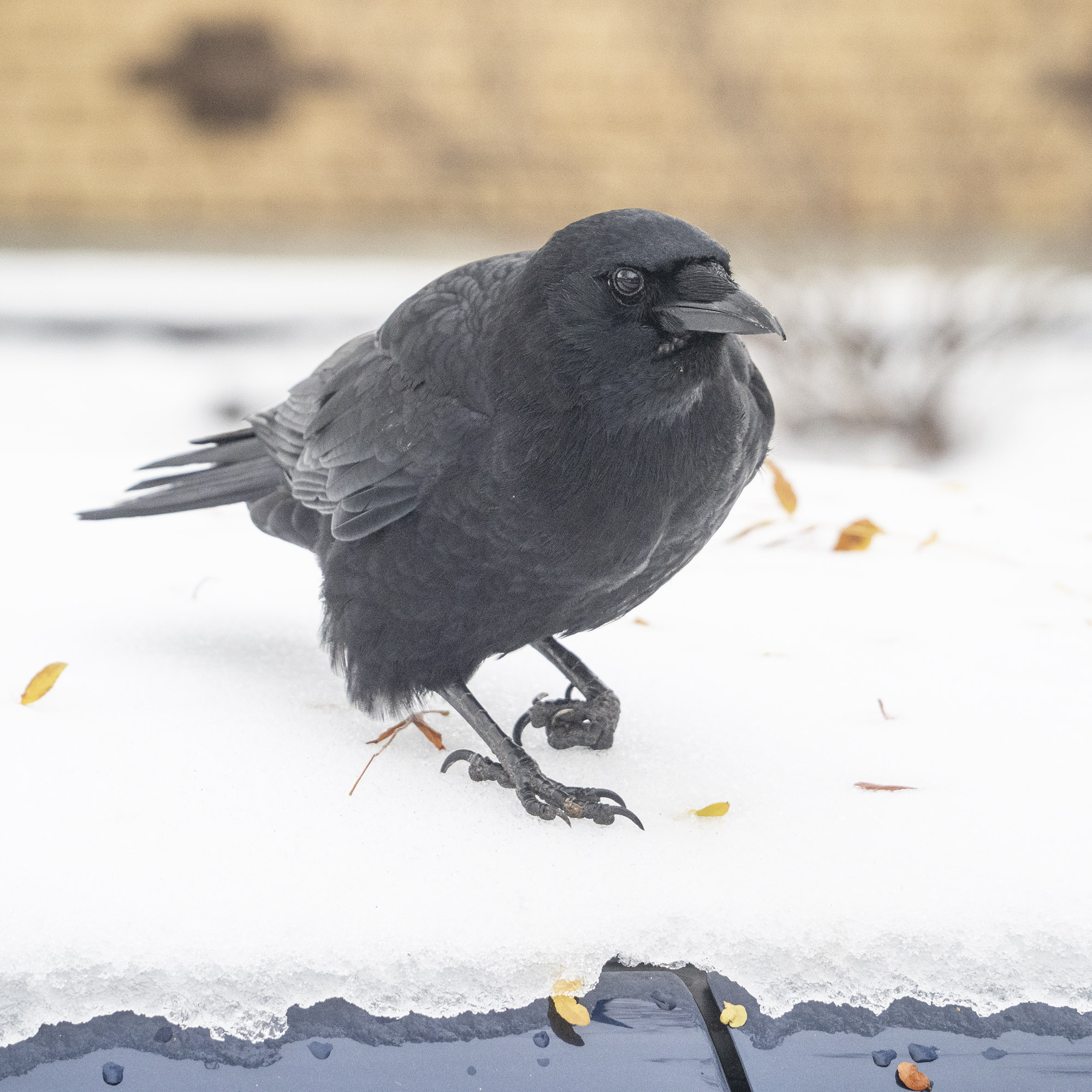 Ben crow in Dec 2022 | The Urban Nature Enthusiast