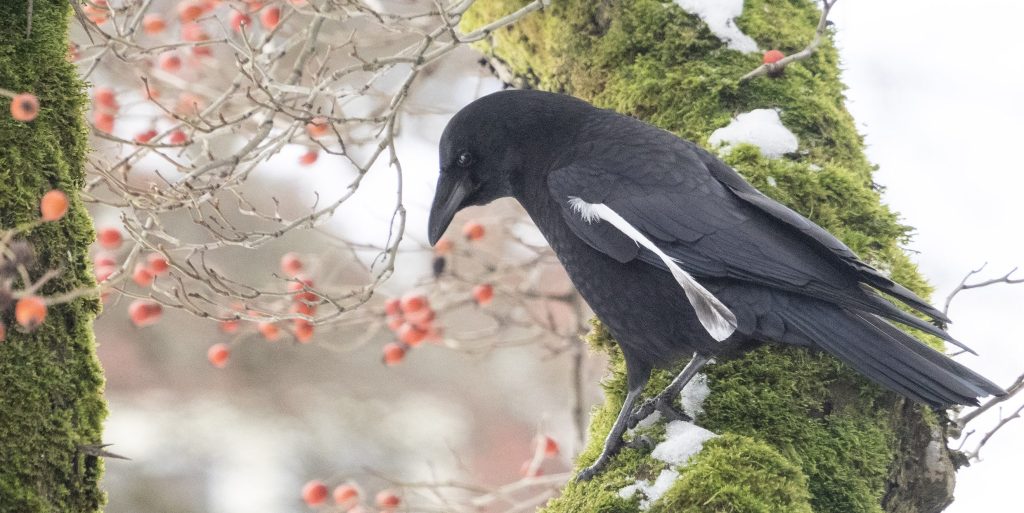 White Wing: A Year In Review | The Urban Nature Enthusiast