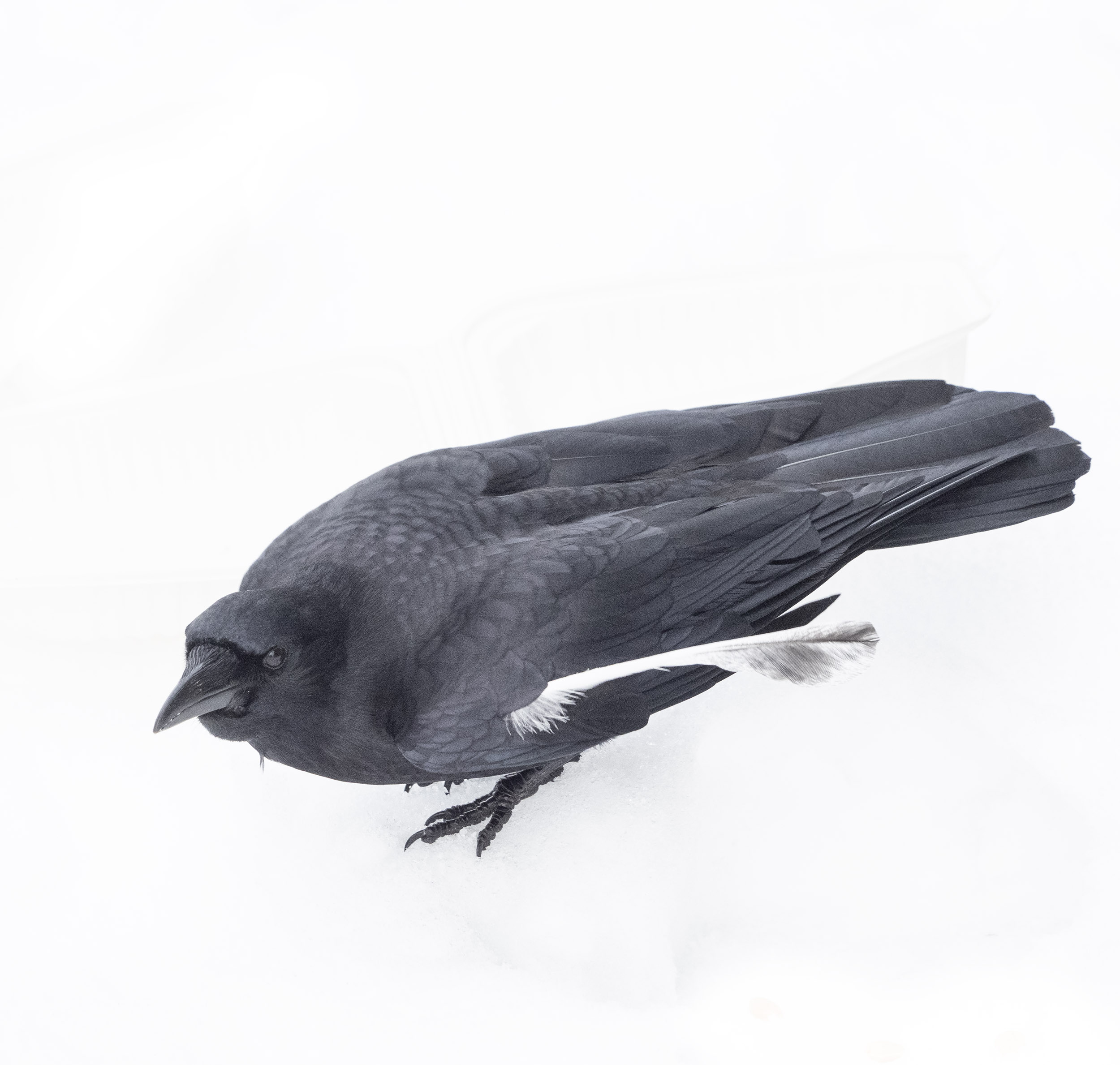 White Wing in snow feb 2023 | The Urban Nature Enthusiast