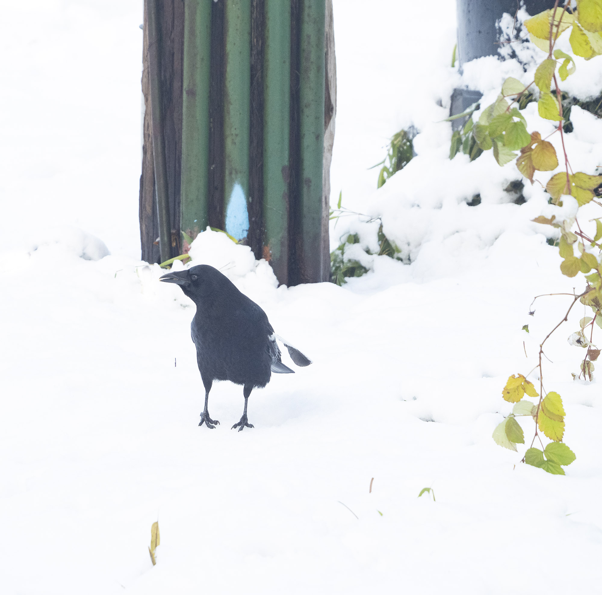 White Wing in snow winter 2022 | The Urban Nature Enthusiast