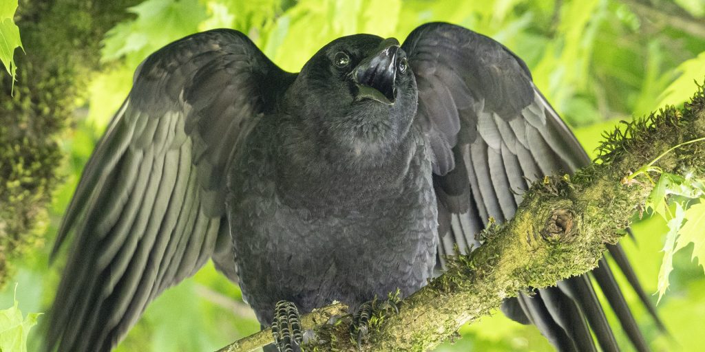 Sounds of Springtime | The Urban Nature Enthusiast