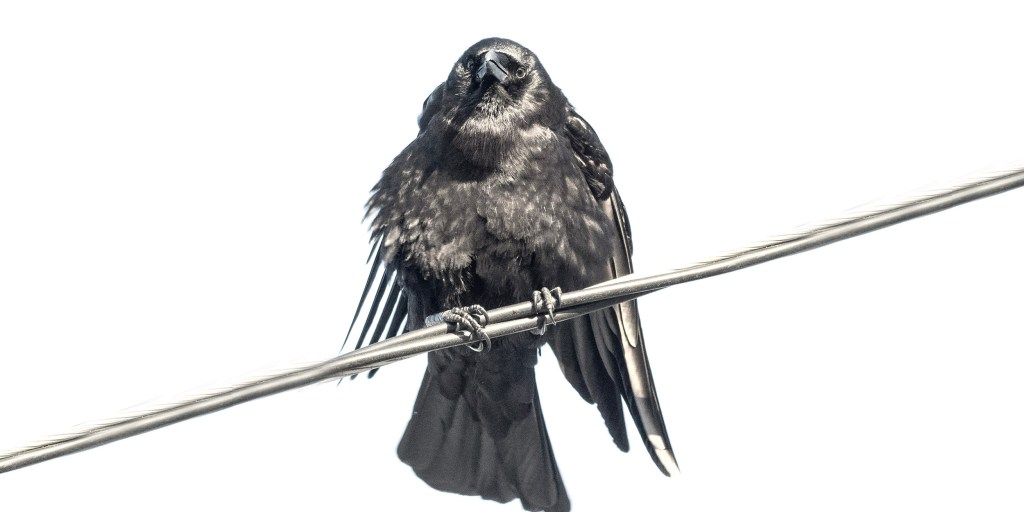 Crow Mother’s Day | The Urban Nature Enthusiast