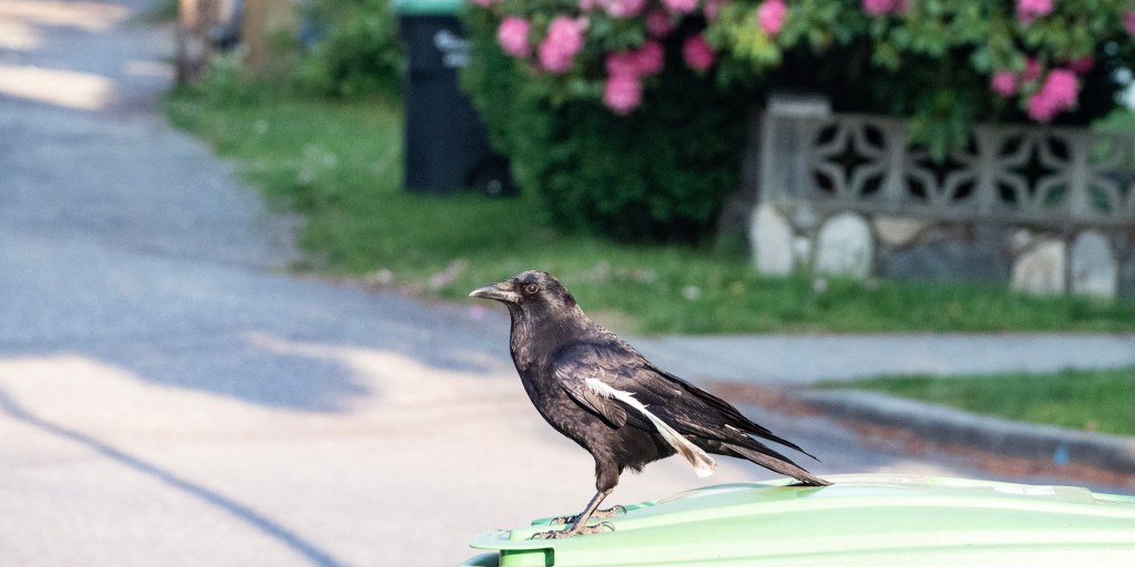 White Wing Crow Goes Woof | The Urban Nature Enthusiast