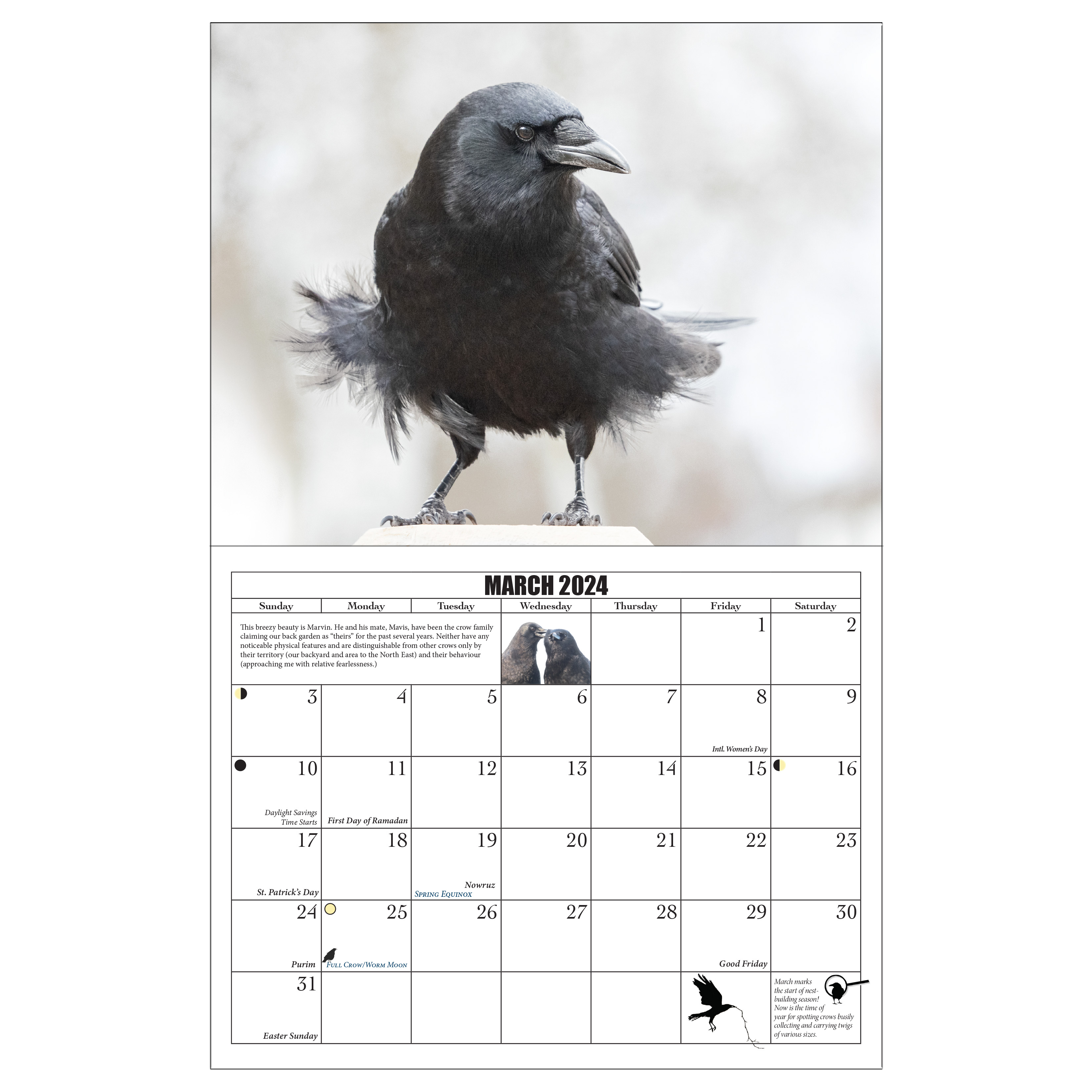 City crow calendar Mar 2024 spread | The Urban Nature Enthusiast