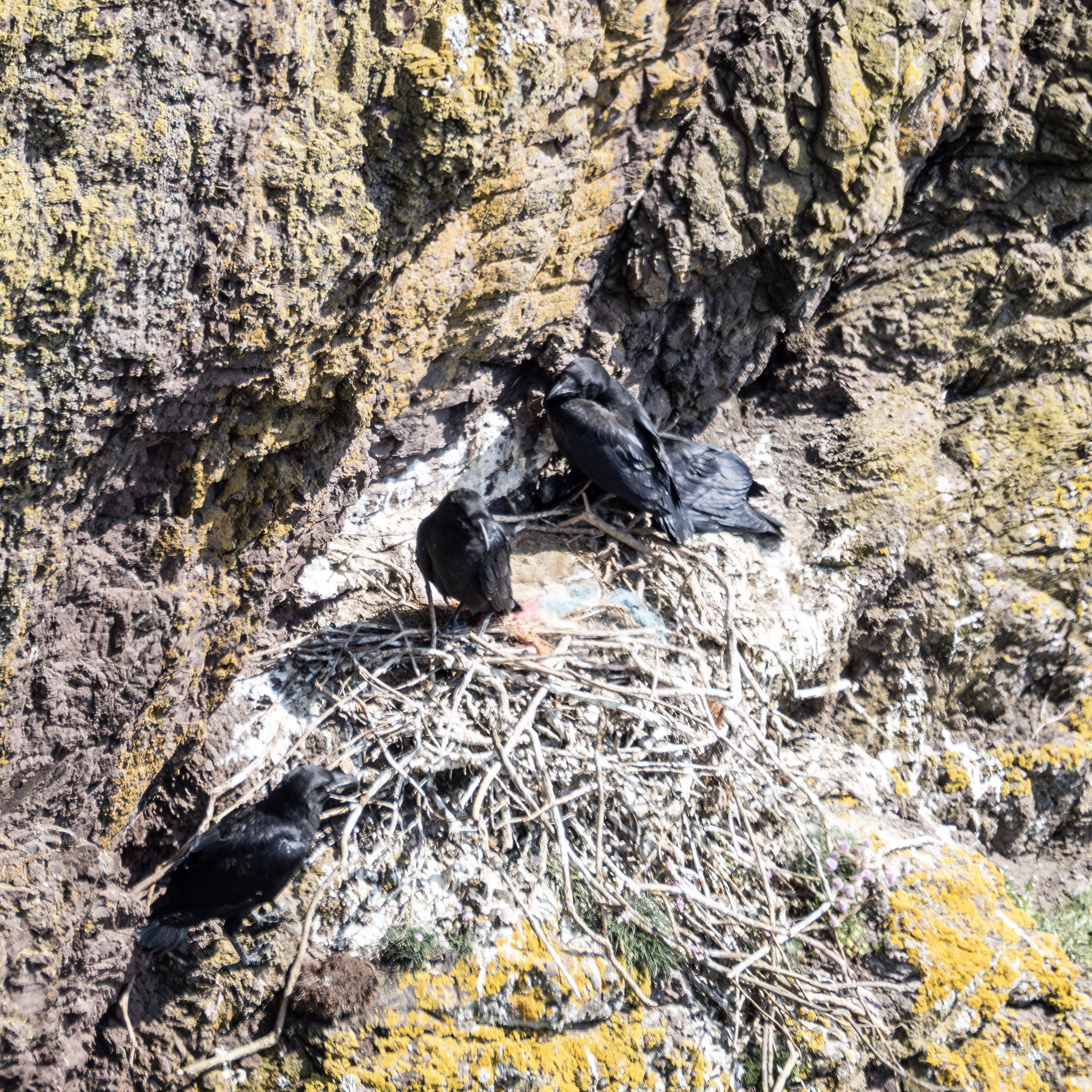 4 raven babies in nest 1 | The Urban Nature Enthusiast