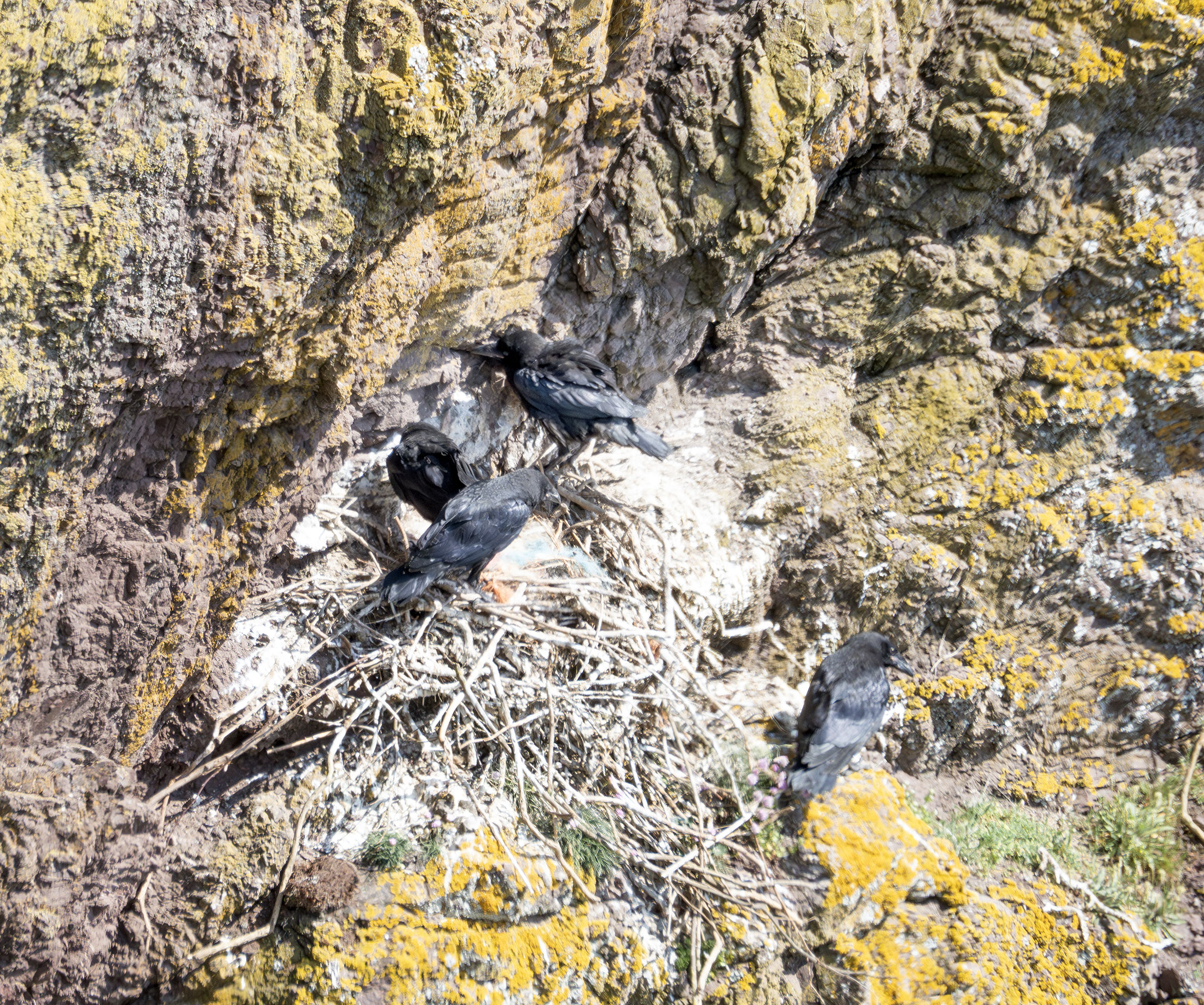 4 raven babies in nest 4 | The Urban Nature Enthusiast