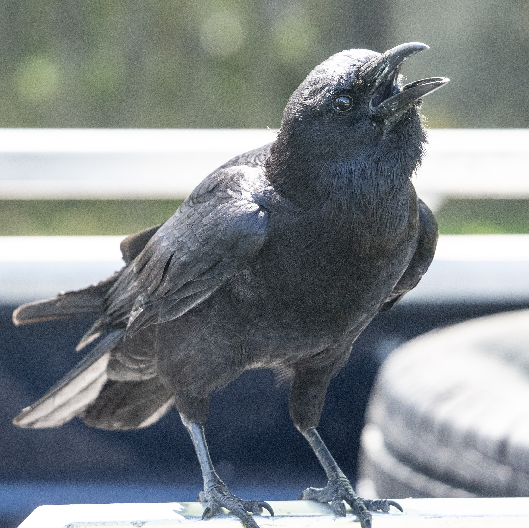 Hot-Bongo-May-15 | The Urban Nature Enthusiast