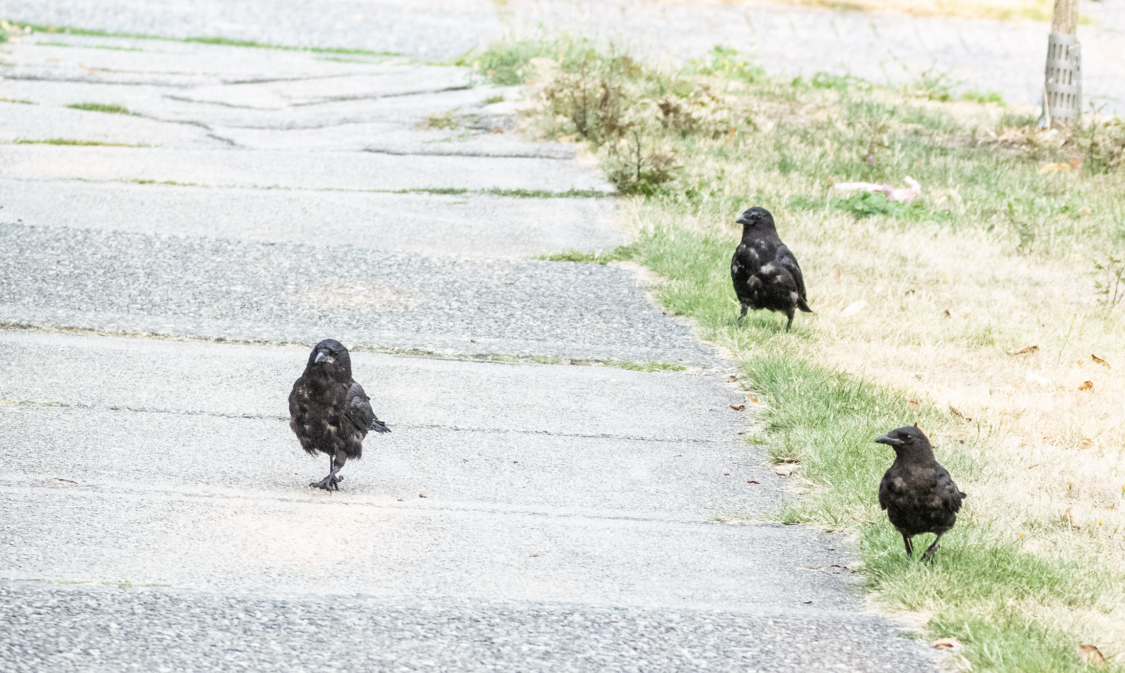 bongo-and-family-aug19 | The Urban Nature Enthusiast
