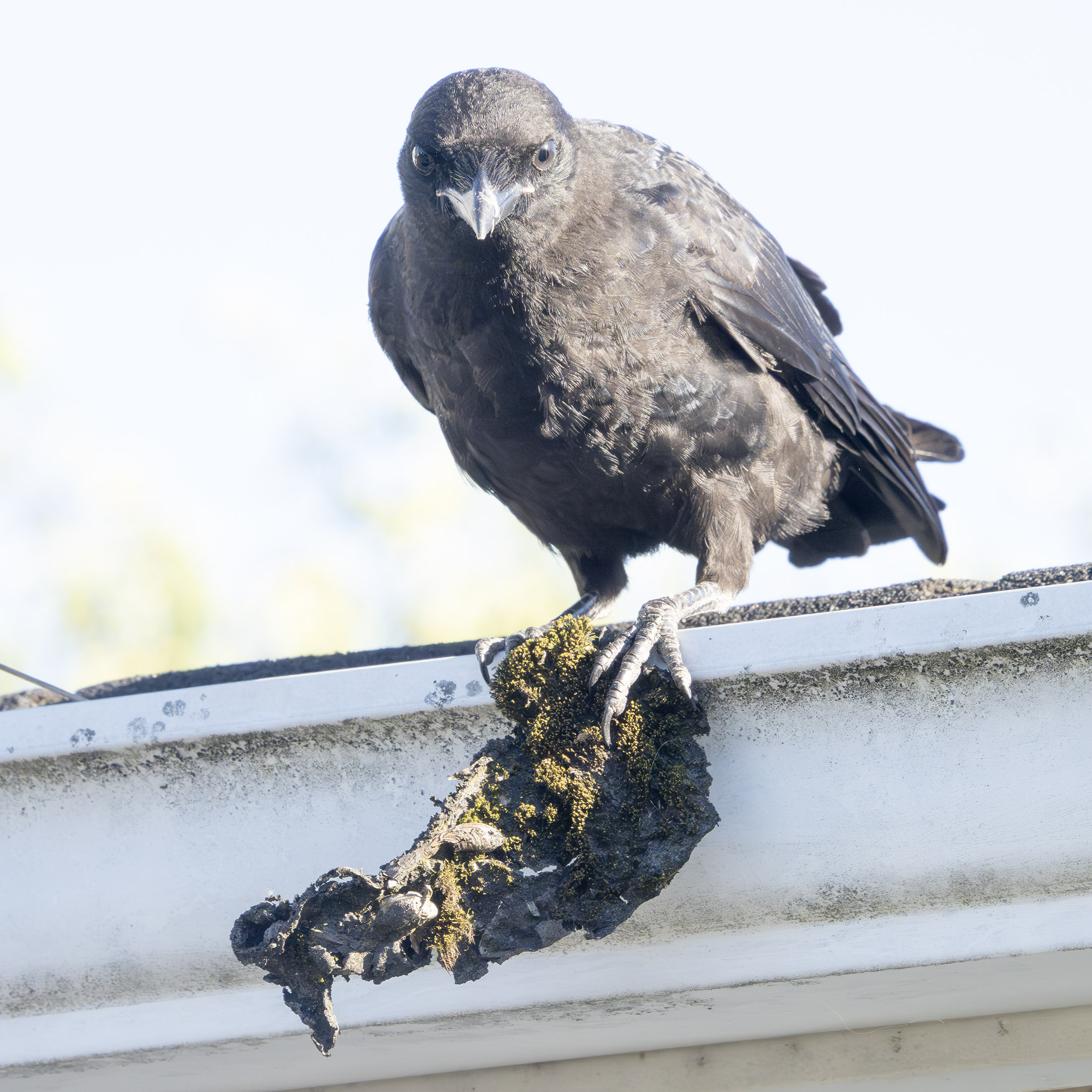 Baby MM w gutter moss aug 2 | The Urban Nature Enthusiast