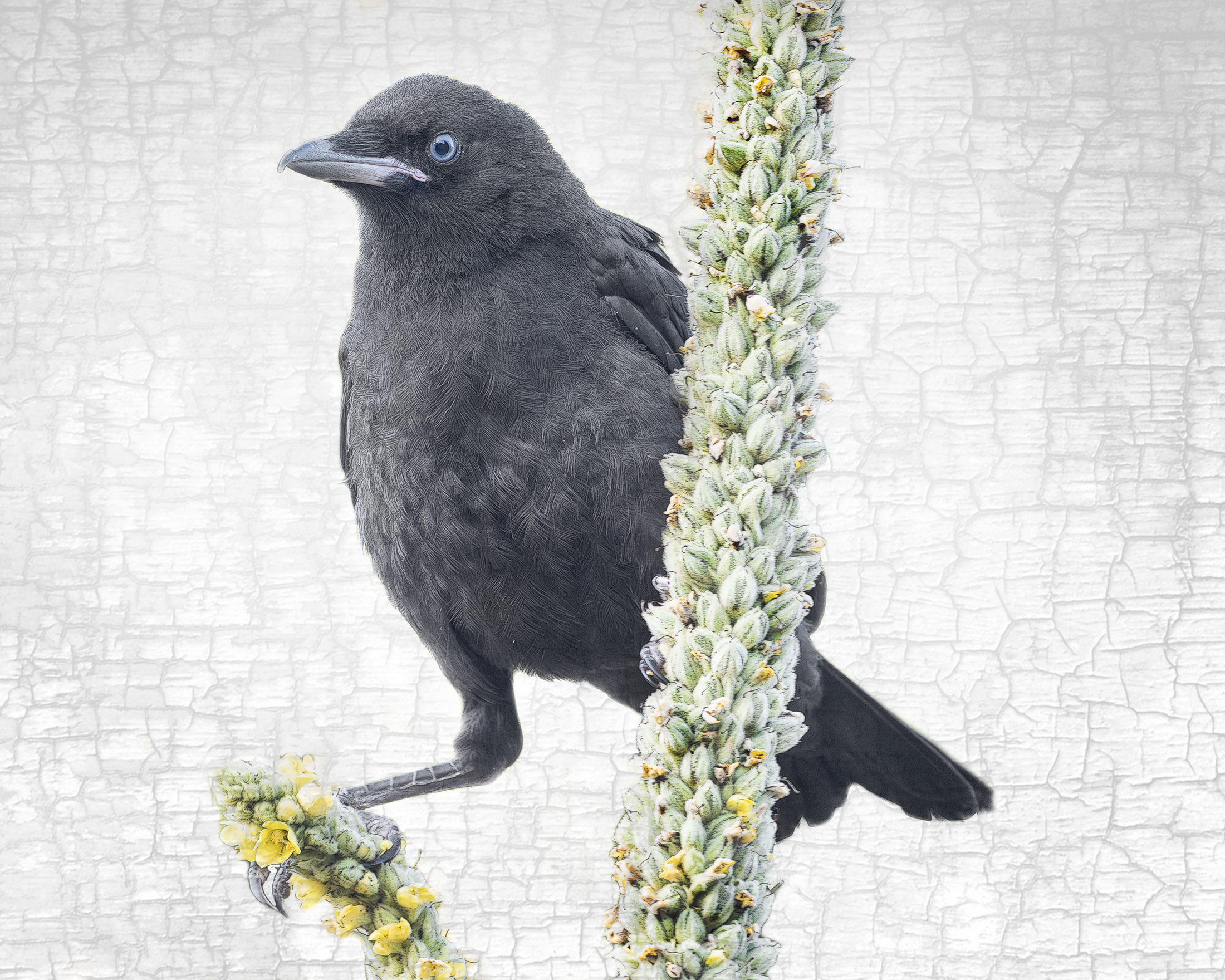 Balance Beginner 10×8 | The Urban Nature Enthusiast