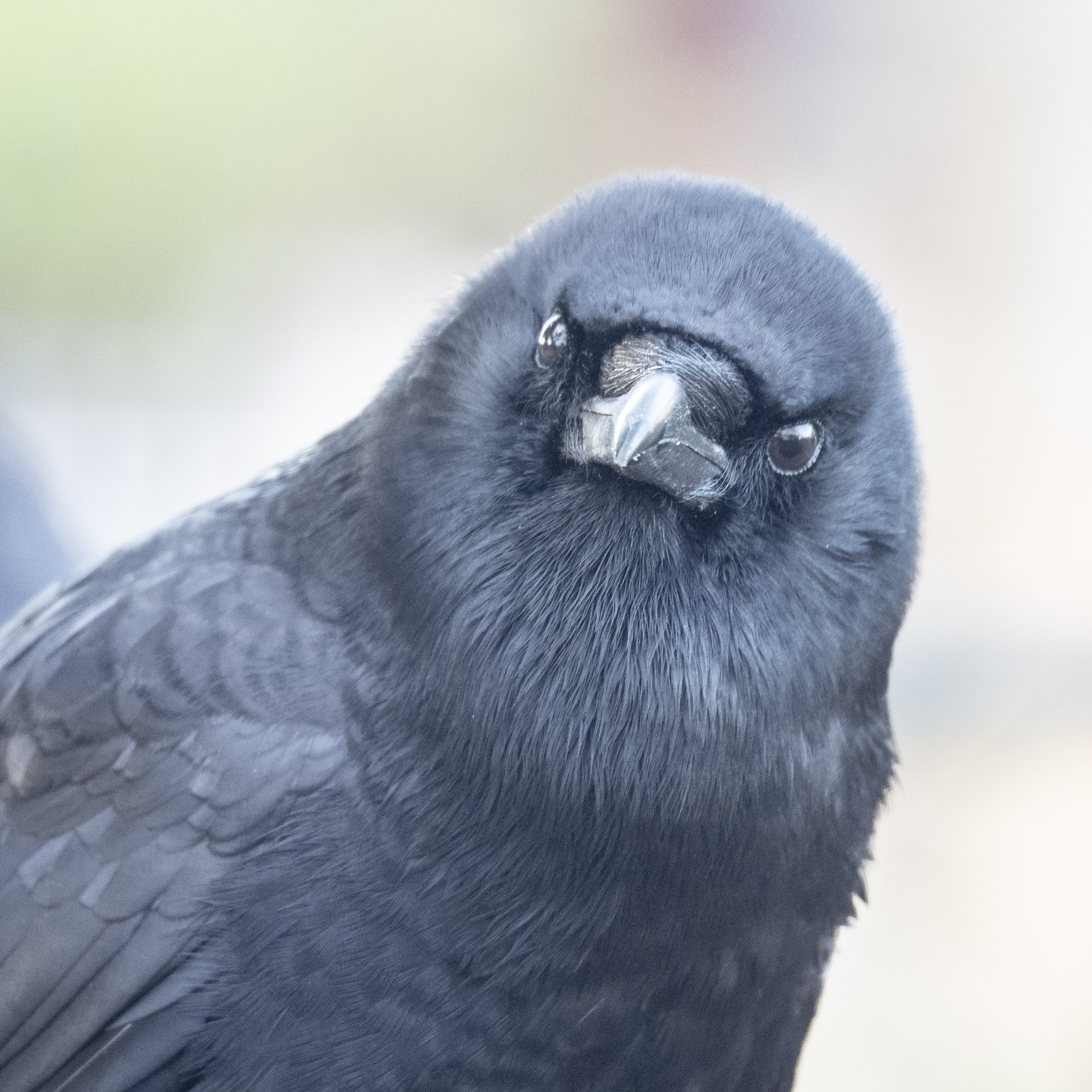 Marvin grumpy look Dec2 | The Urban Nature Enthusiast