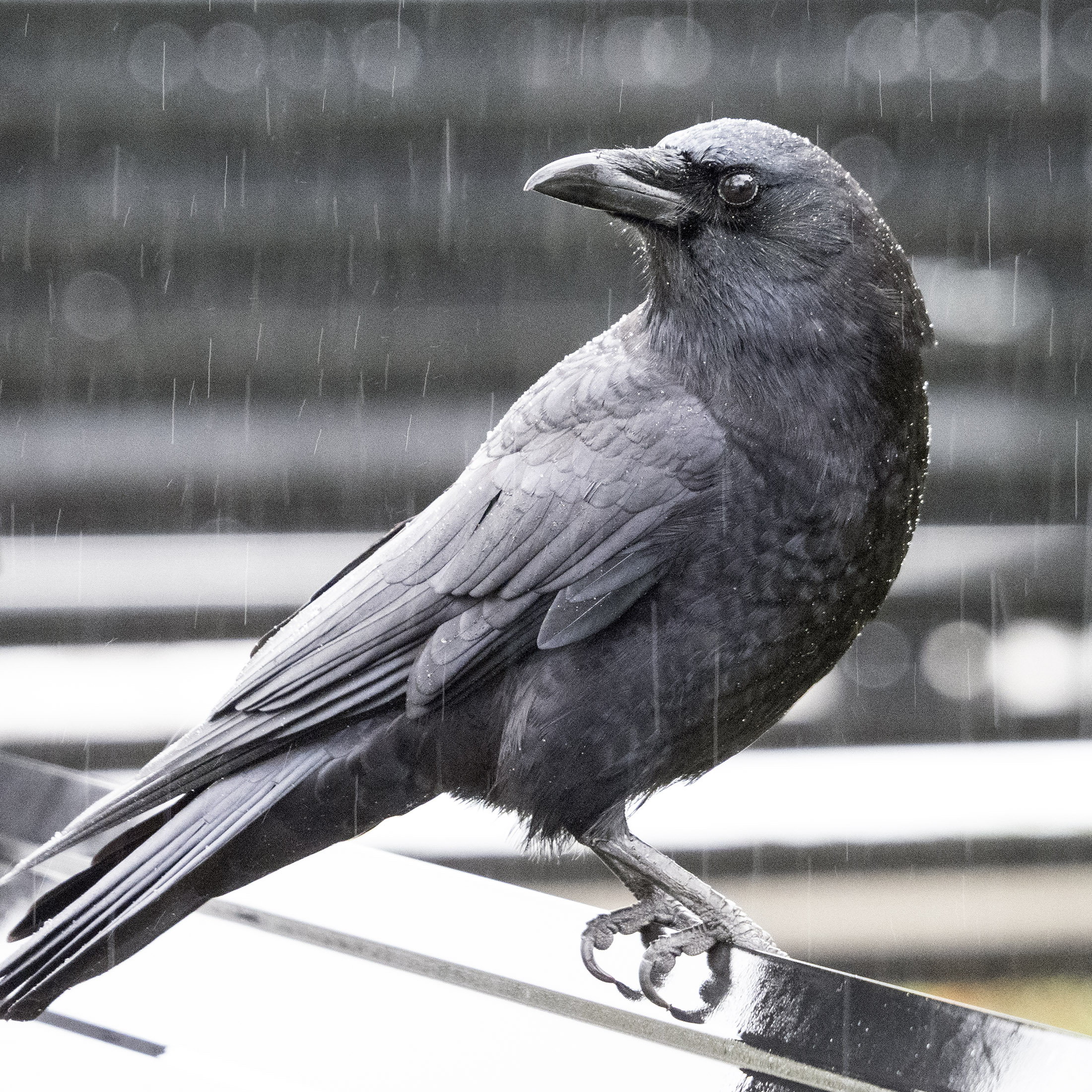 Bongo with boke and rain jan23 | The Urban Nature Enthusiast