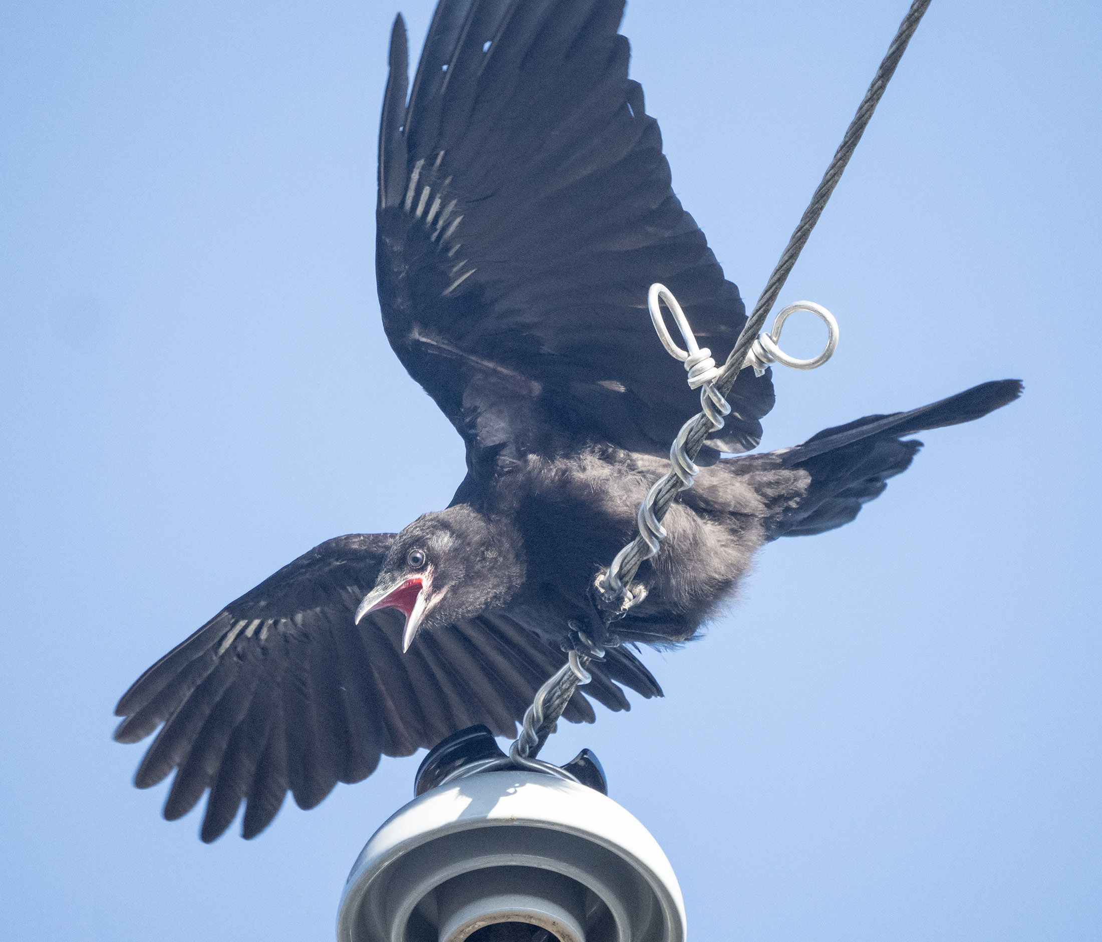 Baby-wing-beggin-on-wires-jul2 | The Urban Nature Enthusiast