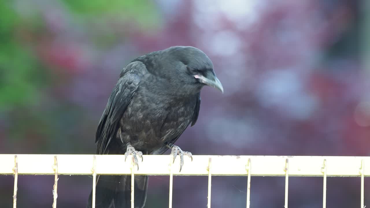 baby-bong-chat-as-sibling-lands_mov_hd | The Urban Nature Enthusiast
