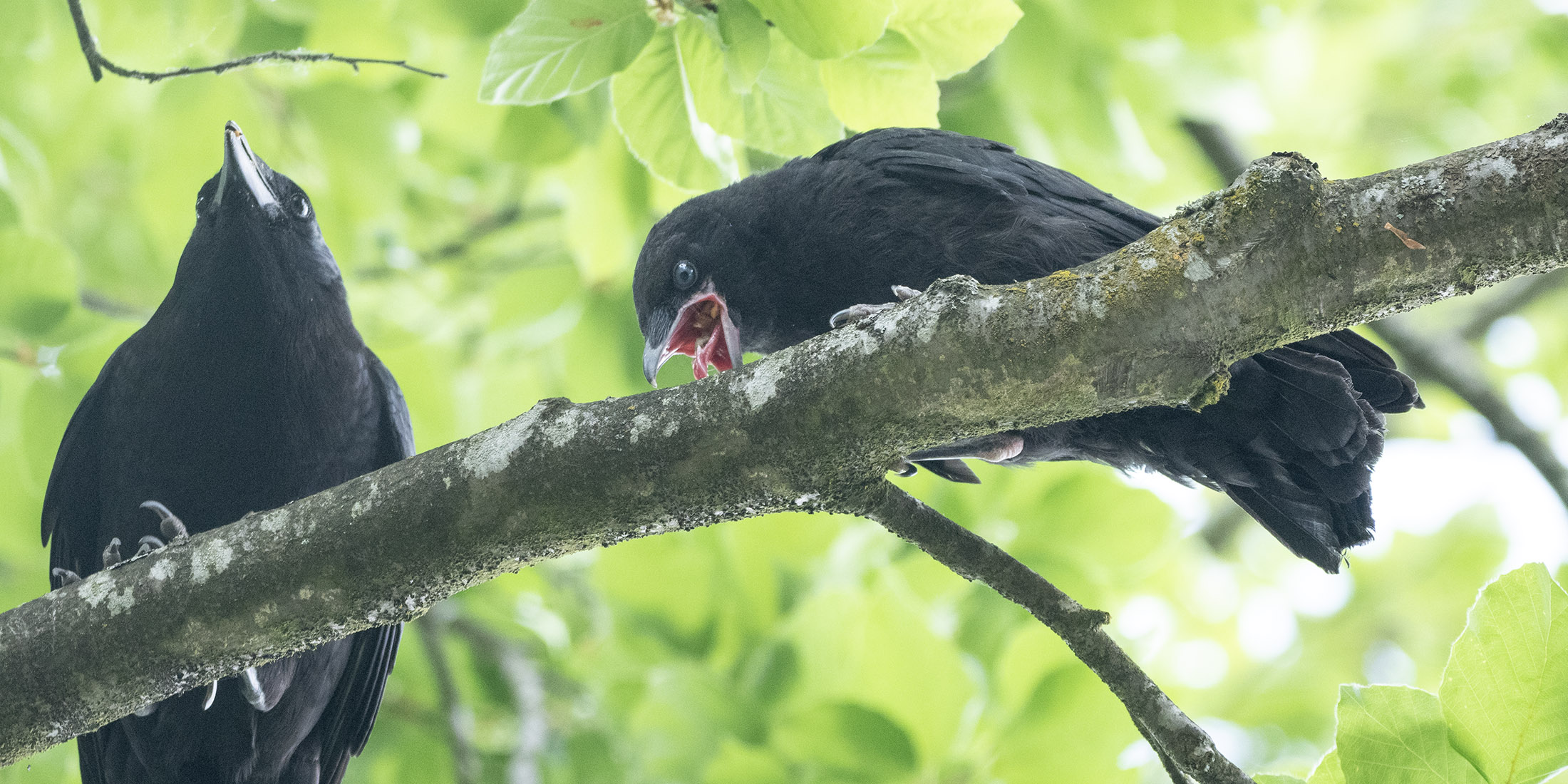 baby-crow-gagging-on-peanuts | The Urban Nature Enthusiast