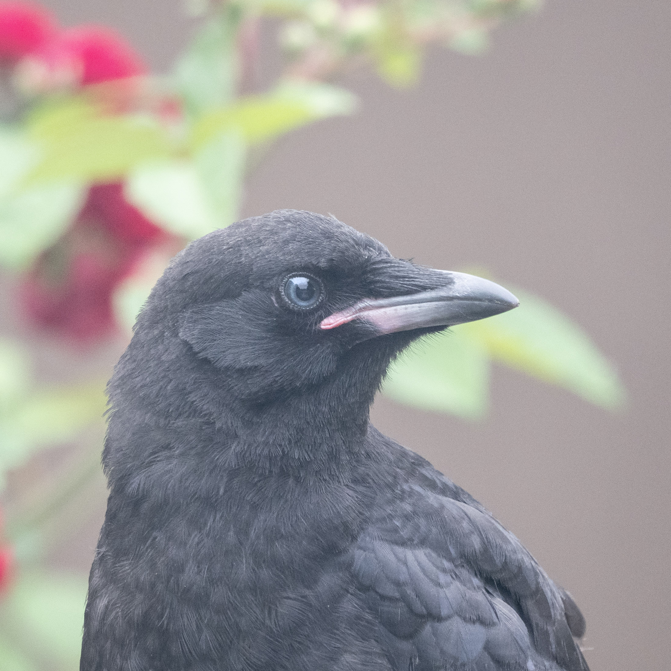 baby-crow-with-roses-cu | The Urban Nature Enthusiast