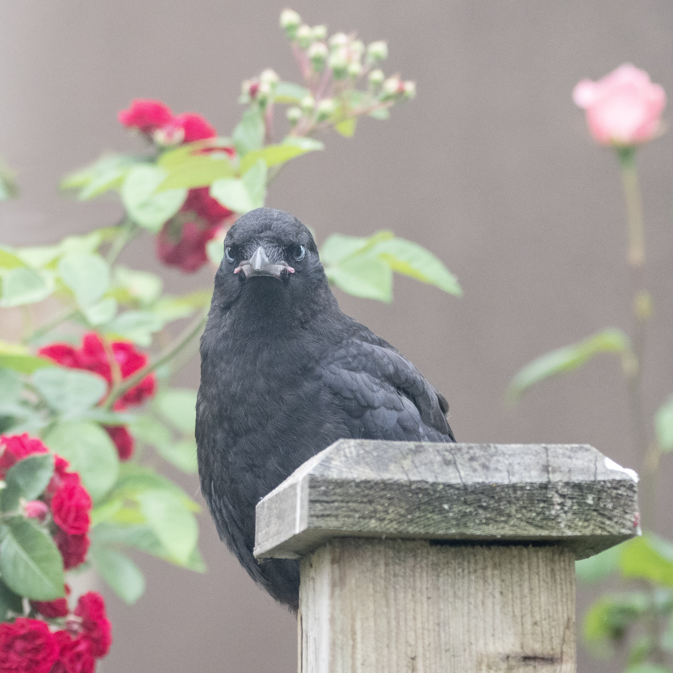 baby-crow-with-roses | The Urban Nature Enthusiast