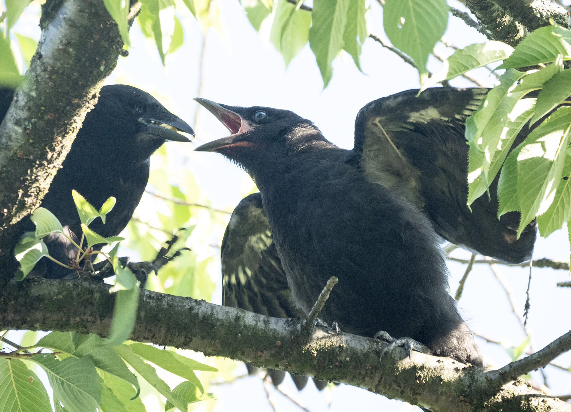 wanda-feeds-baby-Jul-10 | The Urban Nature Enthusiast