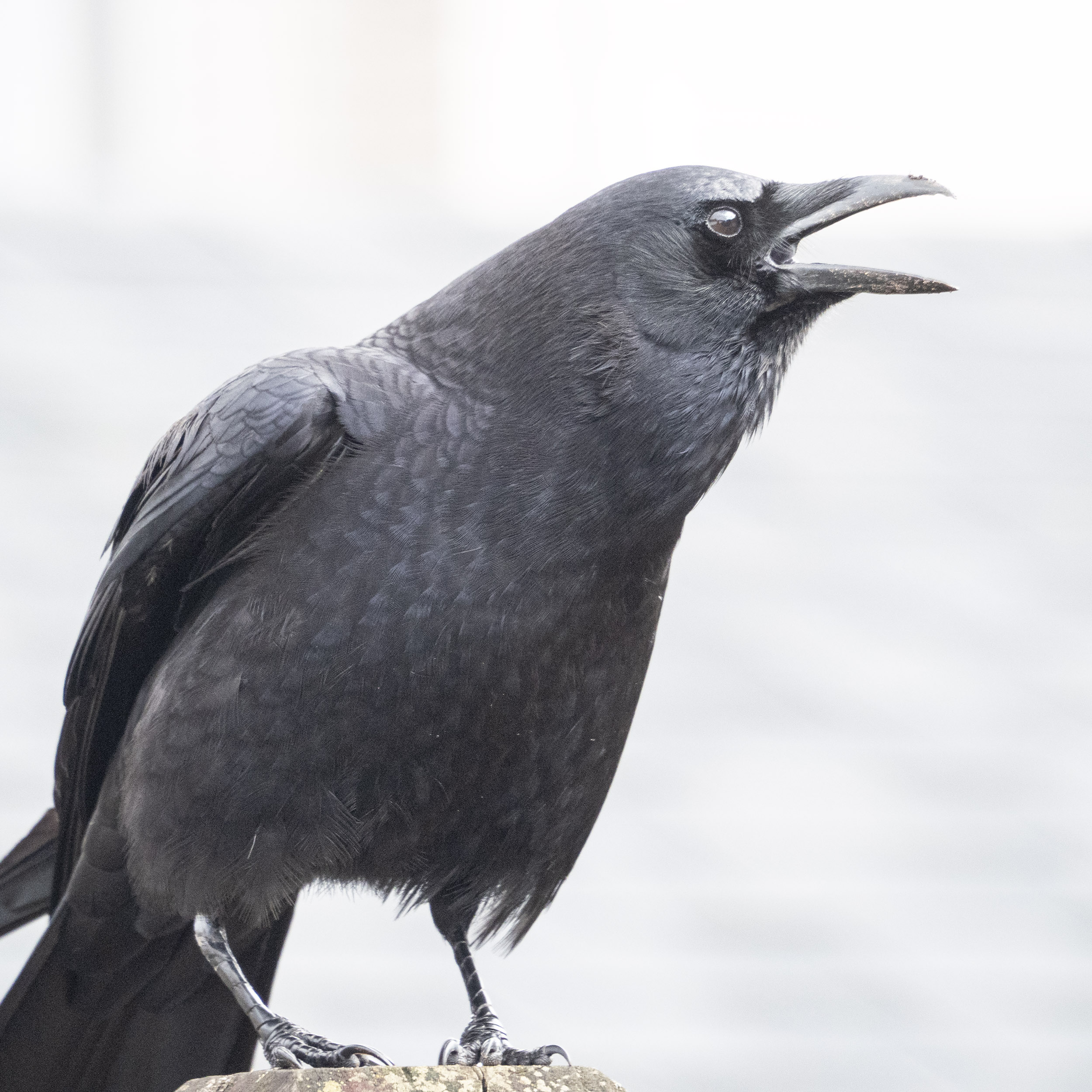 Pearl-alert-copy | The Urban Nature Enthusiast