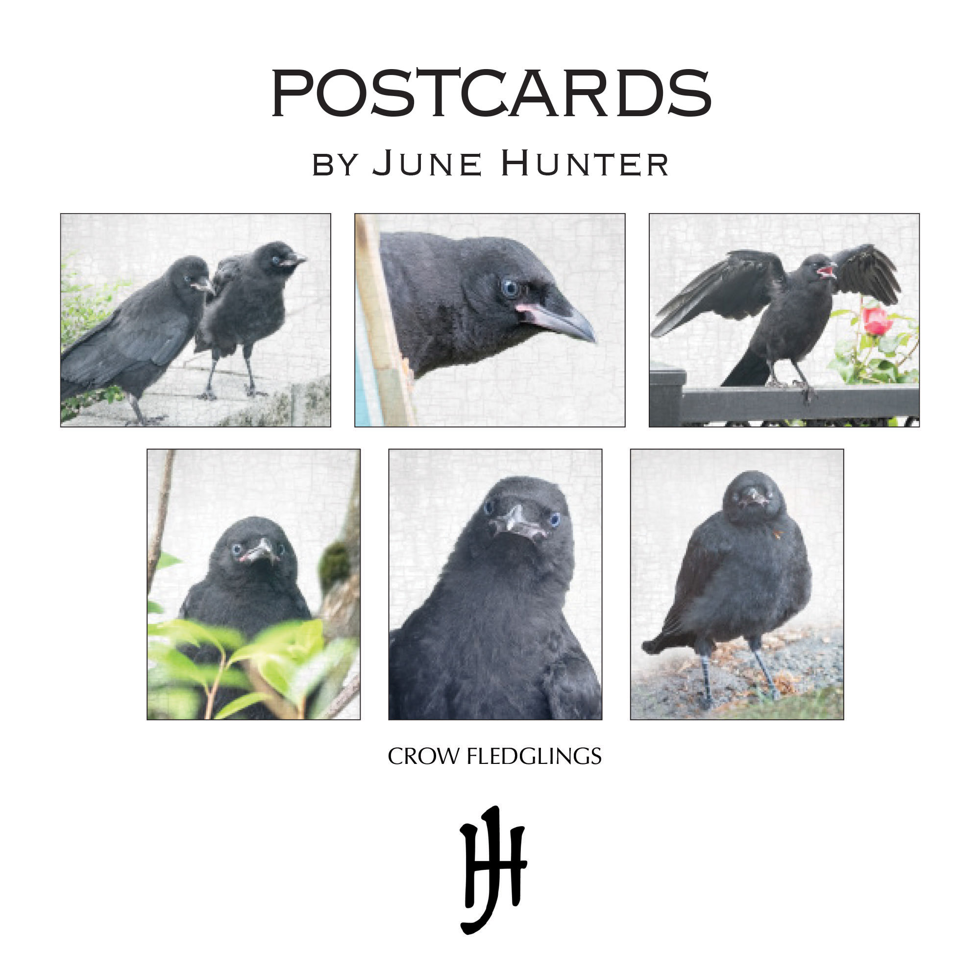 6-baby-crow-postcards-sq | The Urban Nature Enthusiast