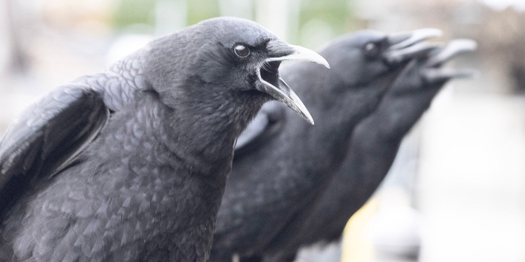 Hyper-Local Crow News | The Urban Nature Enthusiast