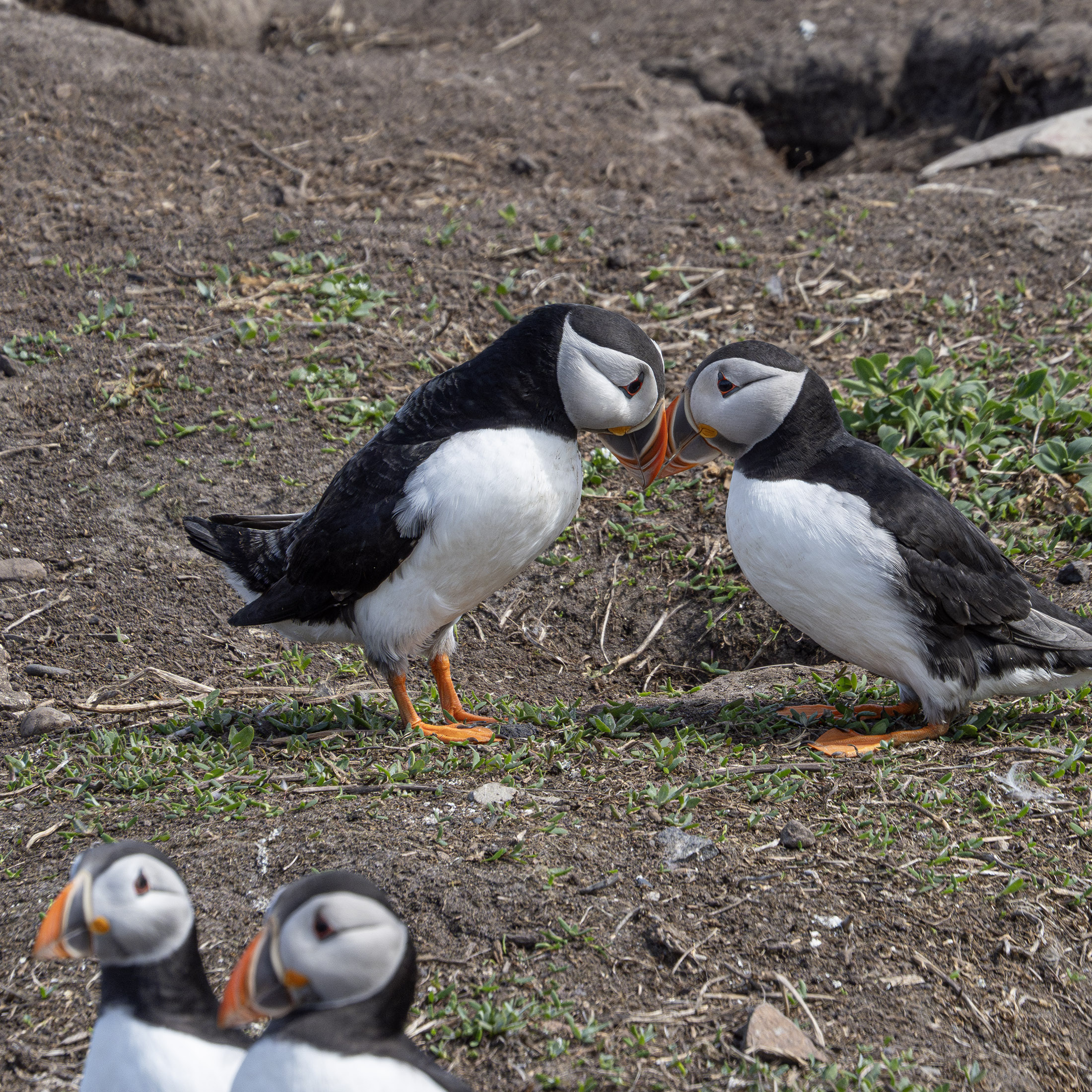 Puffin pair beak rubbing w friends Farne Is | The Urban Nature Enthusiast