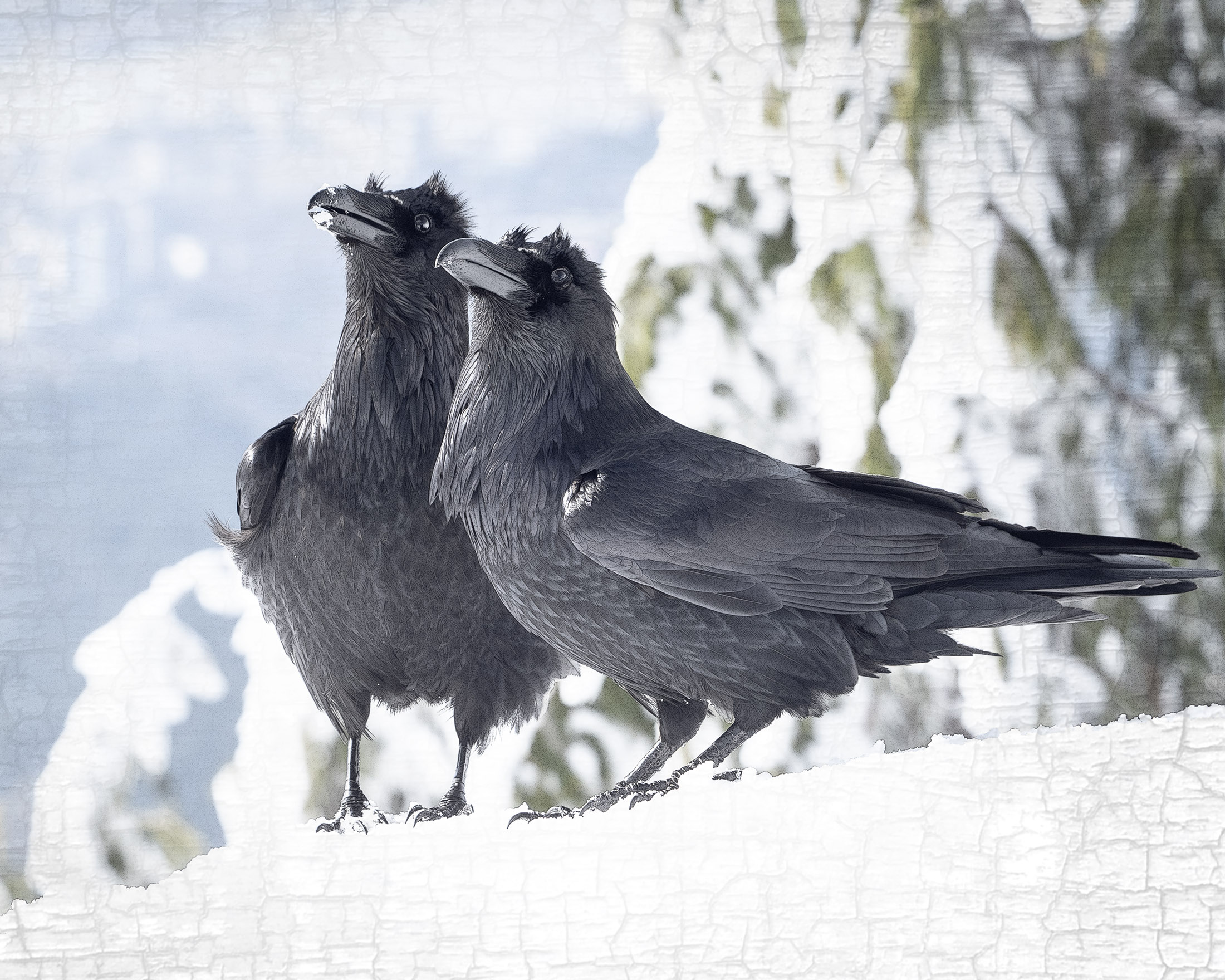 Raven-Mates-8×10-1 | The Urban Nature Enthusiast
