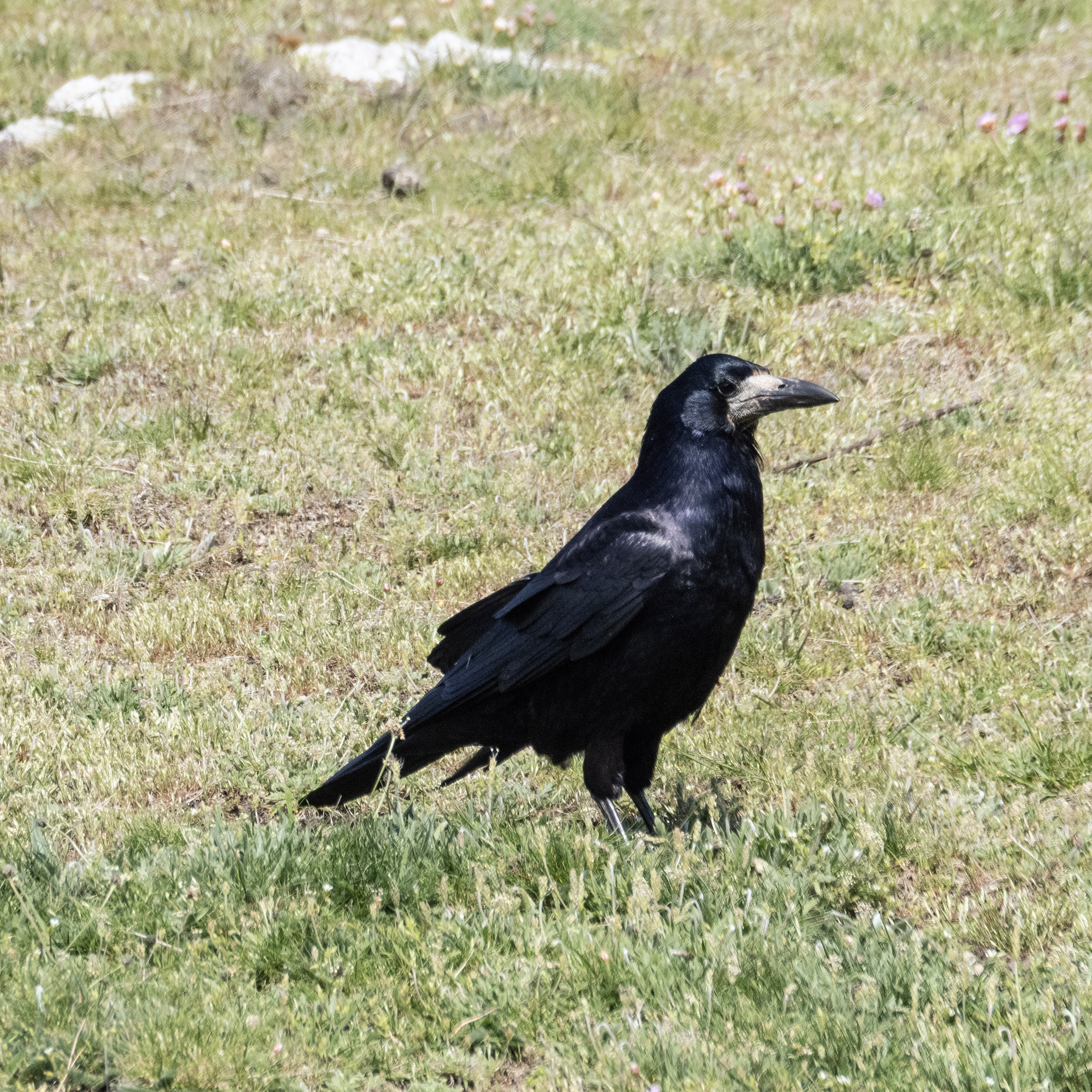Rook standing in field 2 St Abbs | The Urban Nature Enthusiast