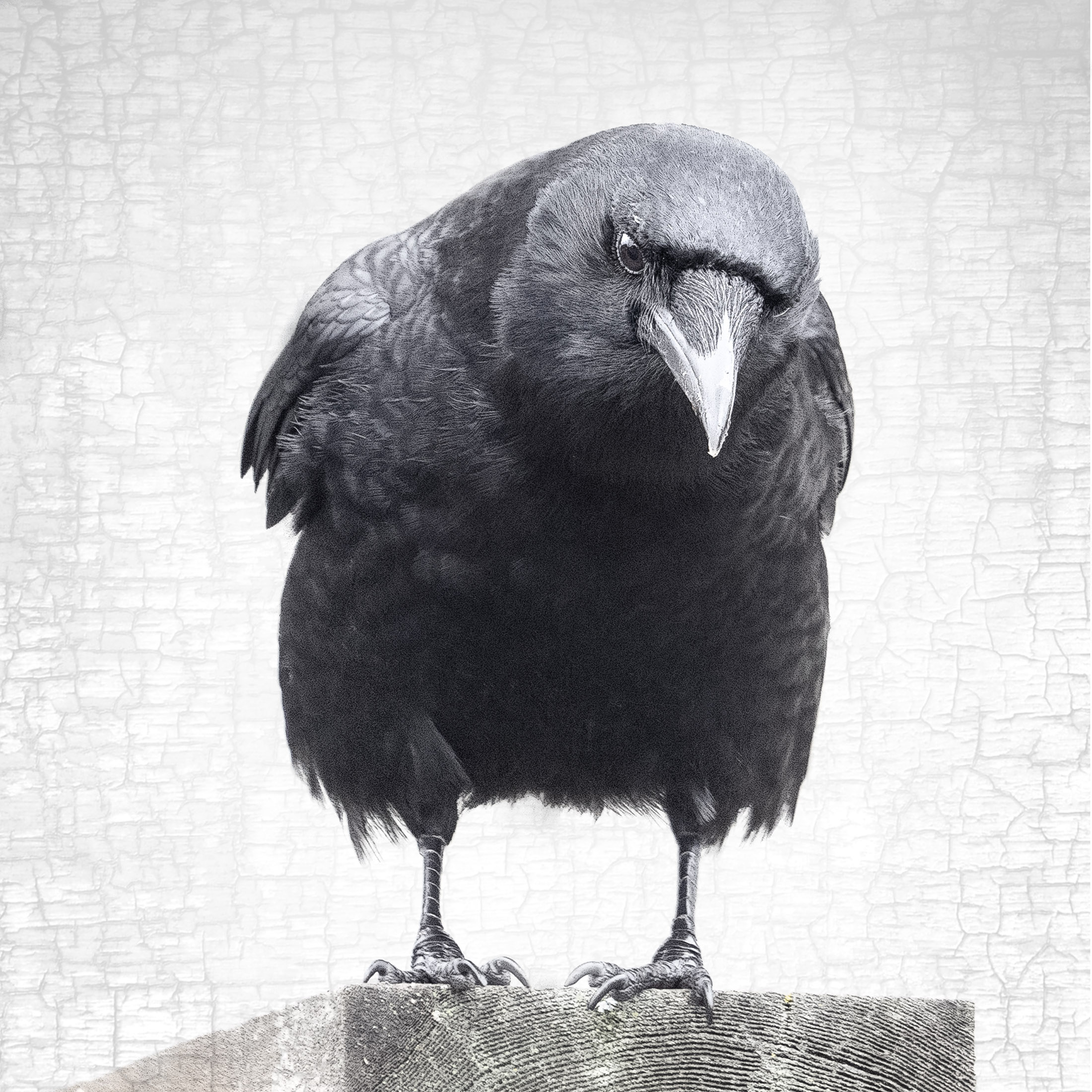 The Professor crow | The Urban Nature Enthusiast
