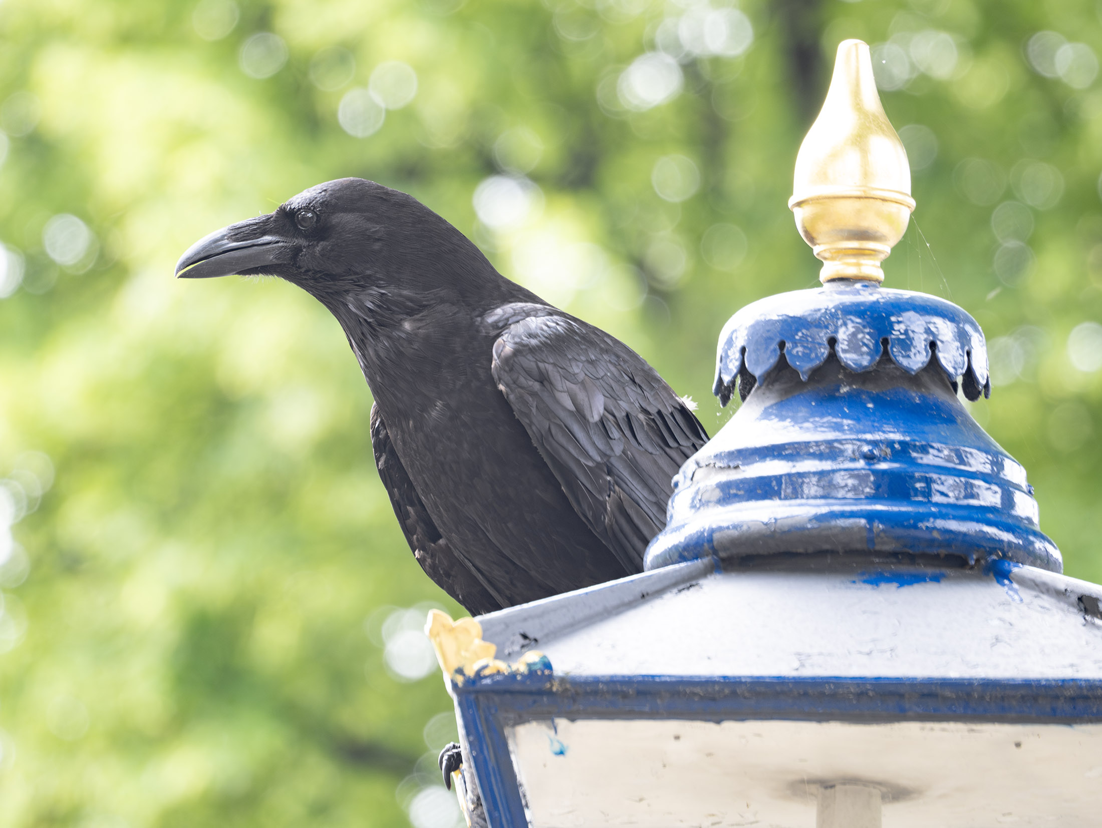 Tower raven on lamp | The Urban Nature Enthusiast