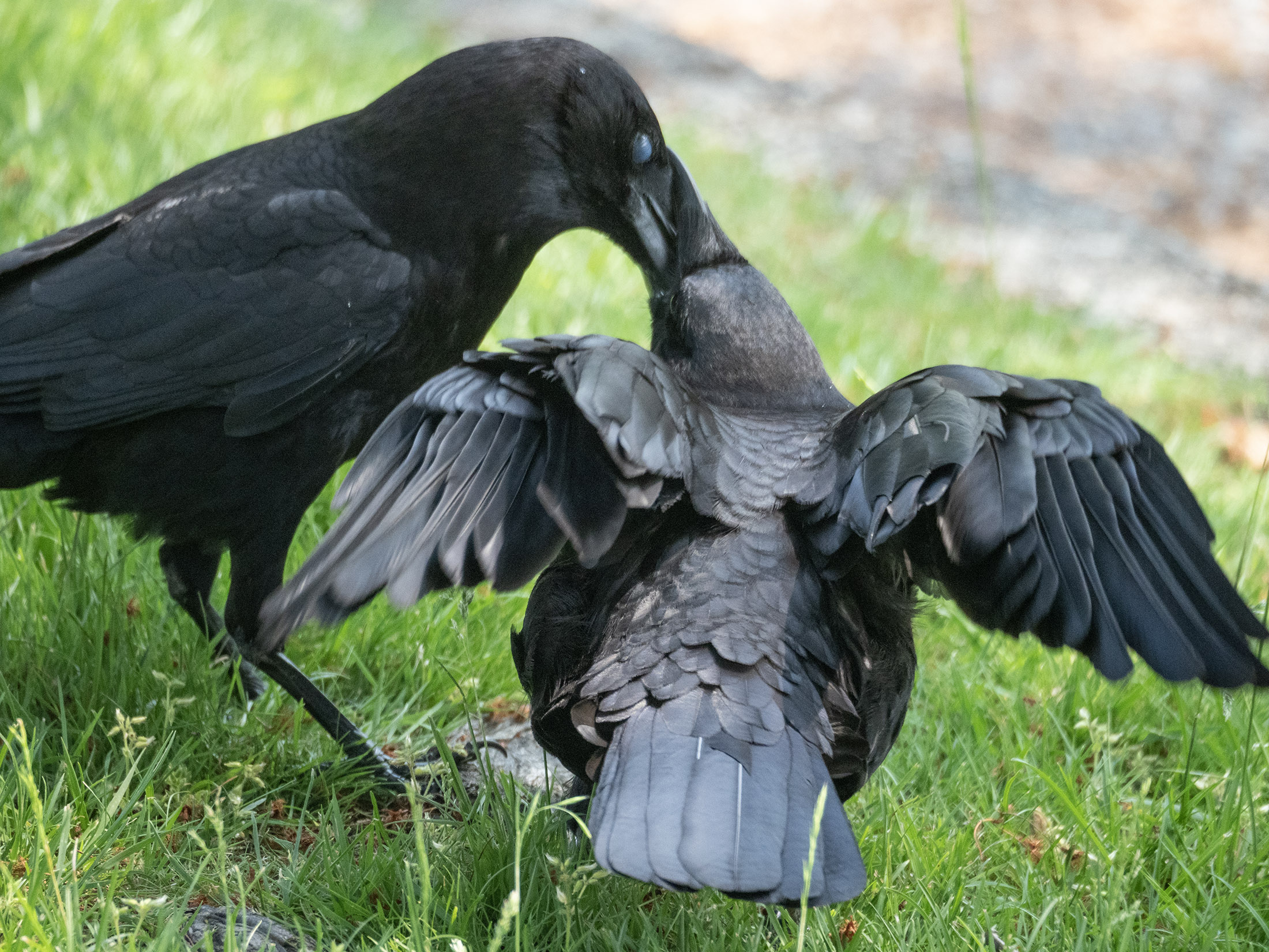 Mr-Walker-feeding-Wanda-May-19 | The Urban Nature Enthusiast