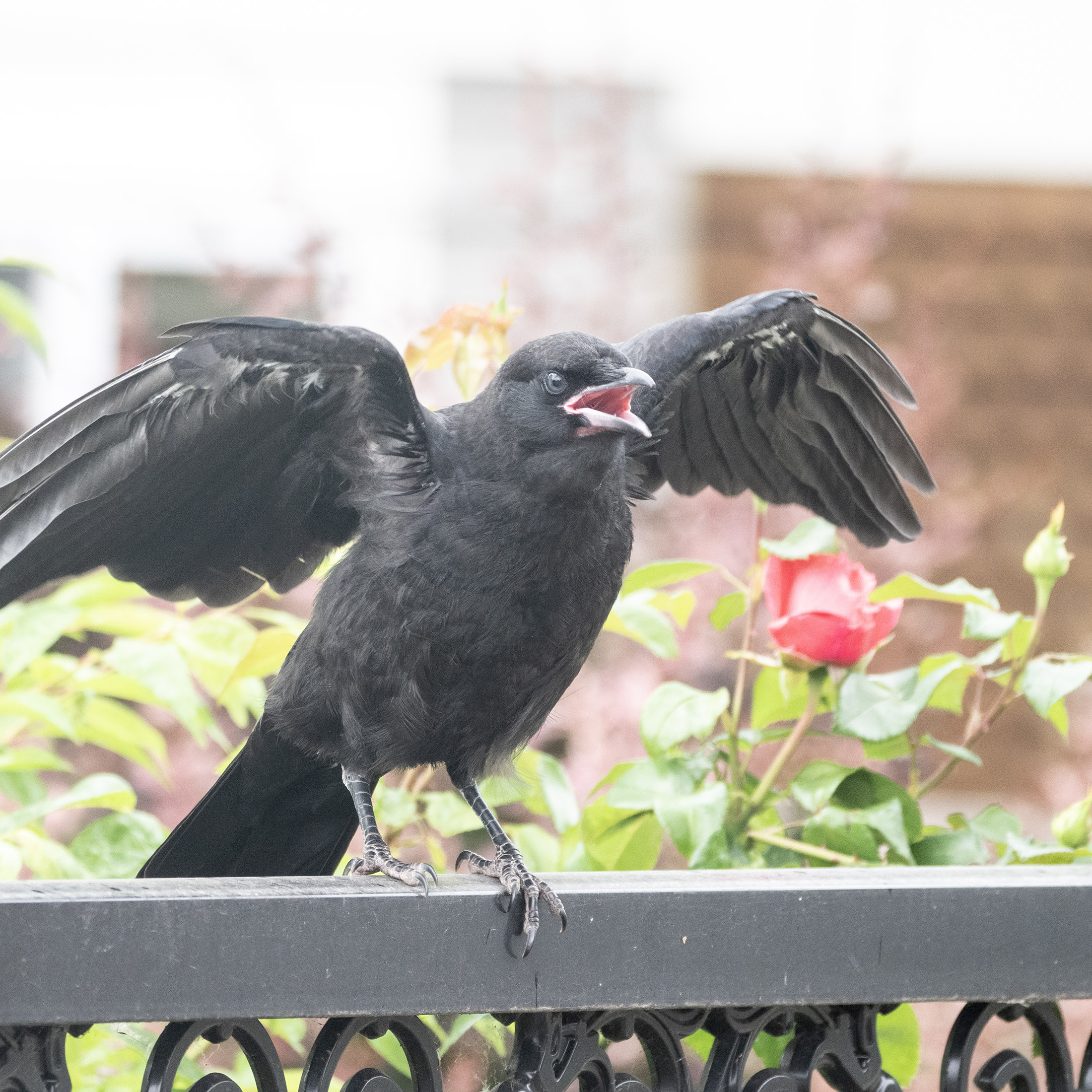 Rose-crow-afternoon-2-June-9 | The Urban Nature Enthusiast