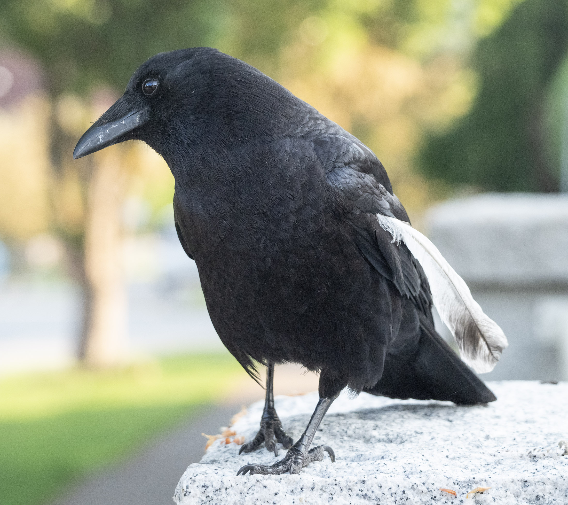 White-Wing-beauty-May-17 | The Urban Nature Enthusiast