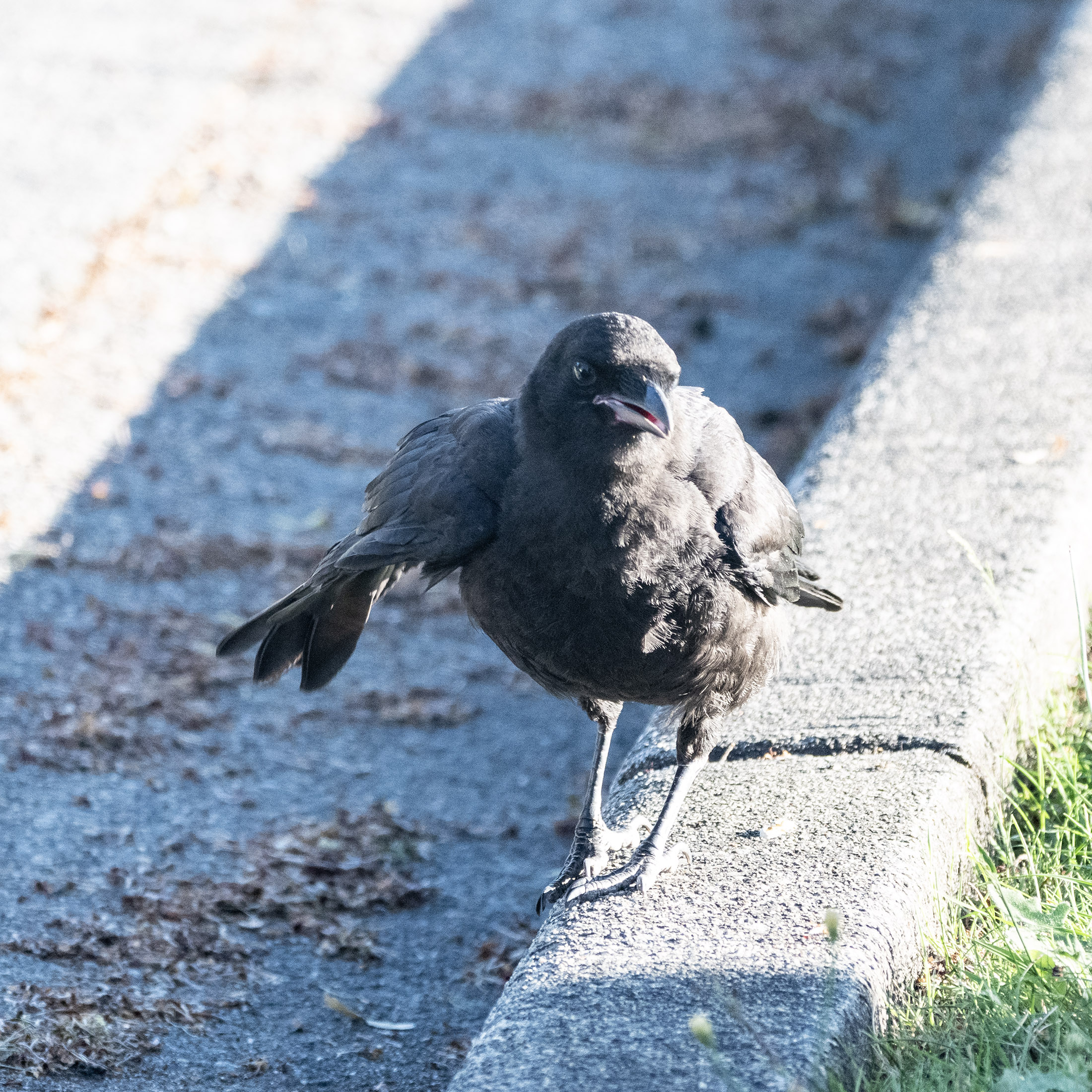 Wing-Jr-on-kerb-jul1 | The Urban Nature Enthusiast