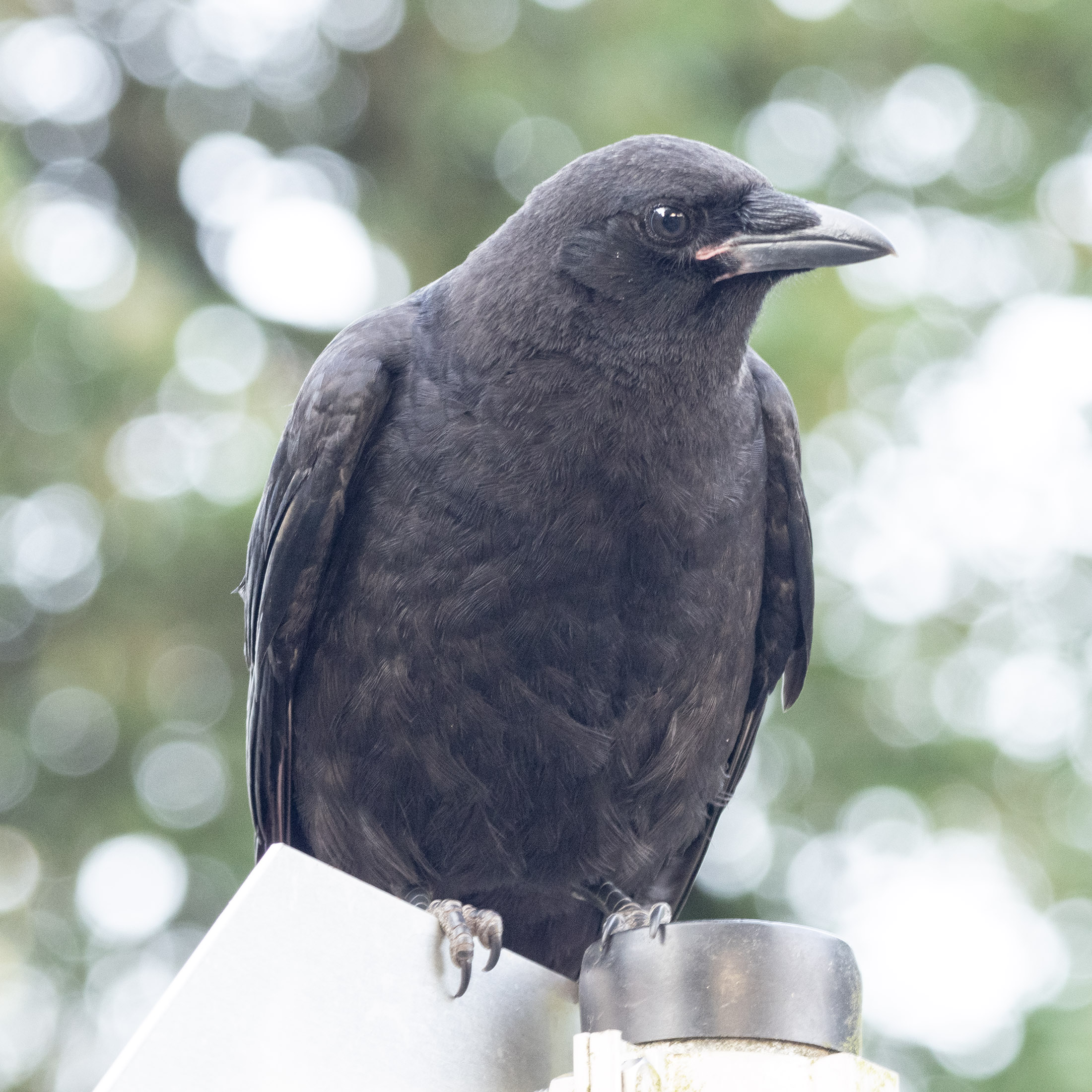 baby-wing-june-24 | The Urban Nature Enthusiast