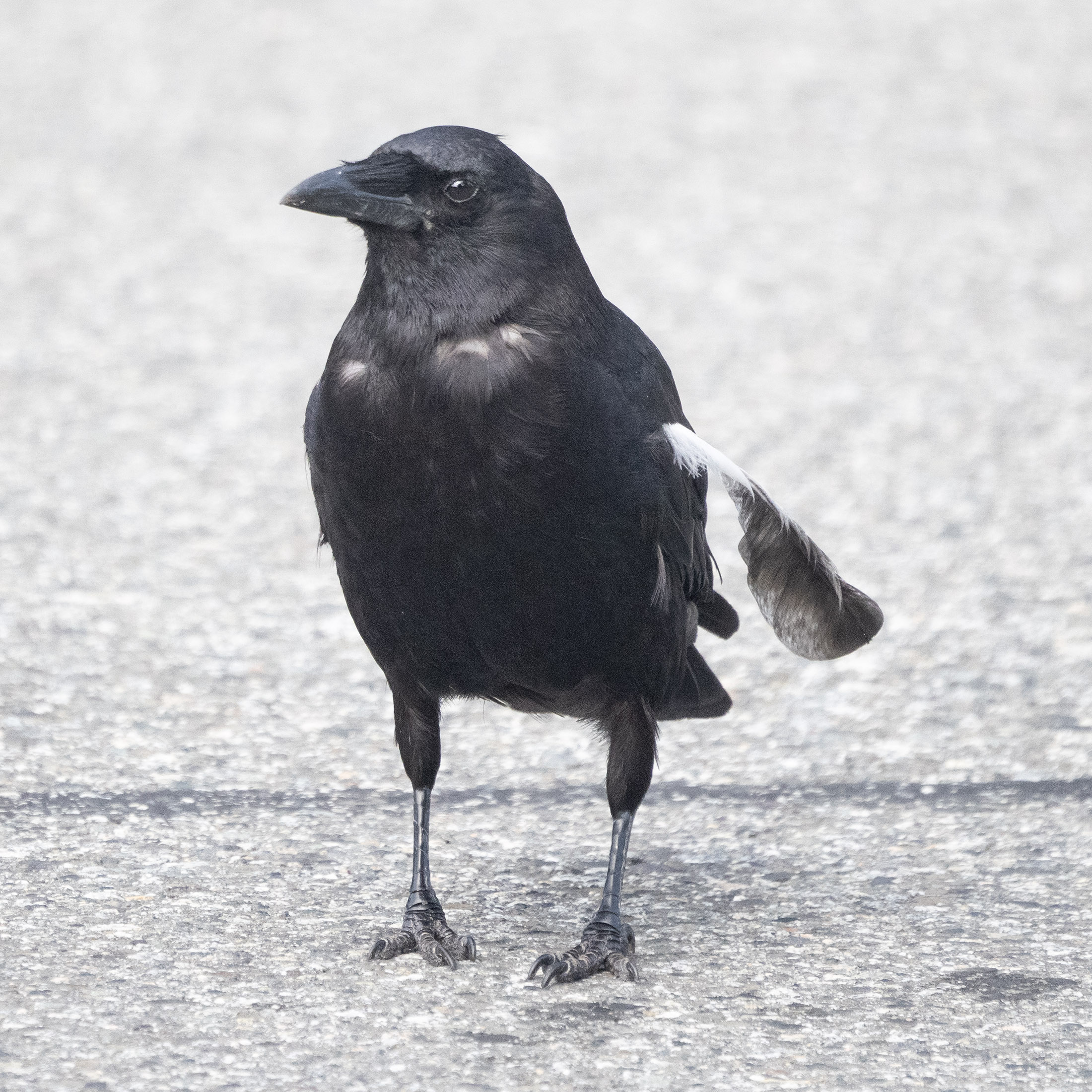 white-wing-jul30 | The Urban Nature Enthusiast