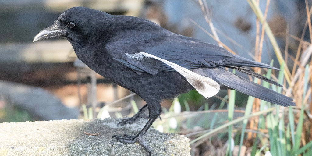 Spring 2024 Crow Sagas — Part 1 | The Urban Nature Enthusiast
